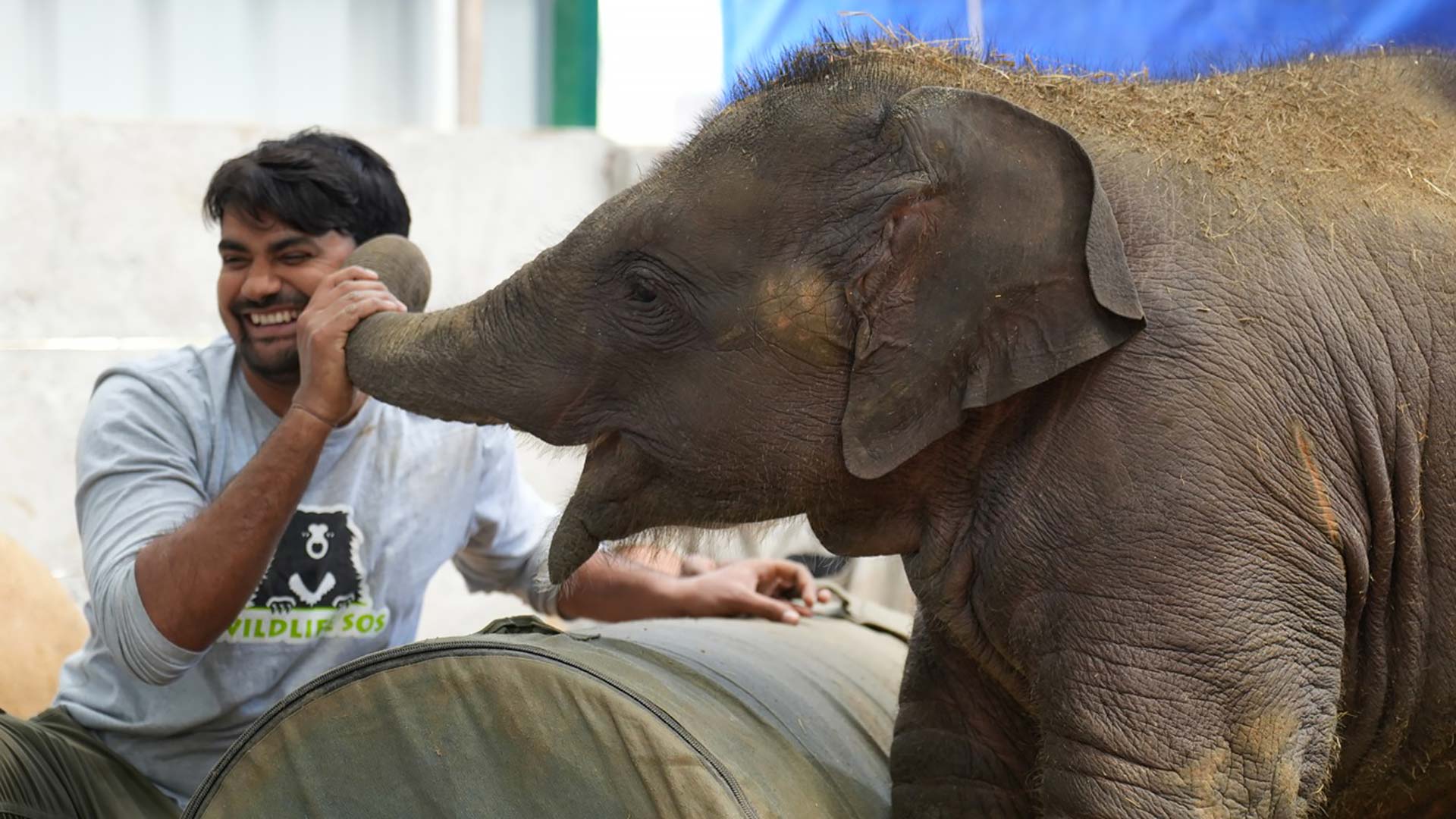 Nursing Care For Baby Bani, An Orphan Calf - Wildlife SOS