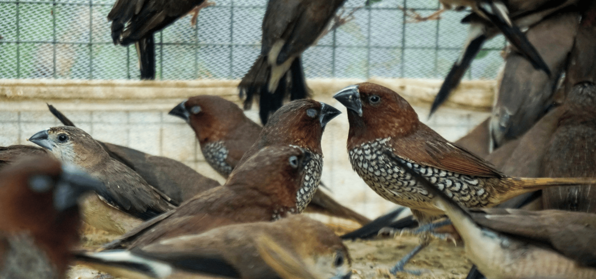 Wildlife SOS’s Delhi Rescue Missions 2024 - Wildlife SOS
