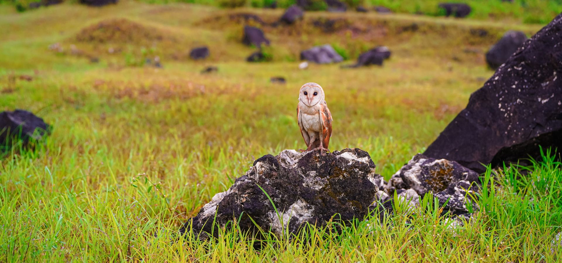Things You Didn’t Know About: Barn Owls - Wildlife SOS