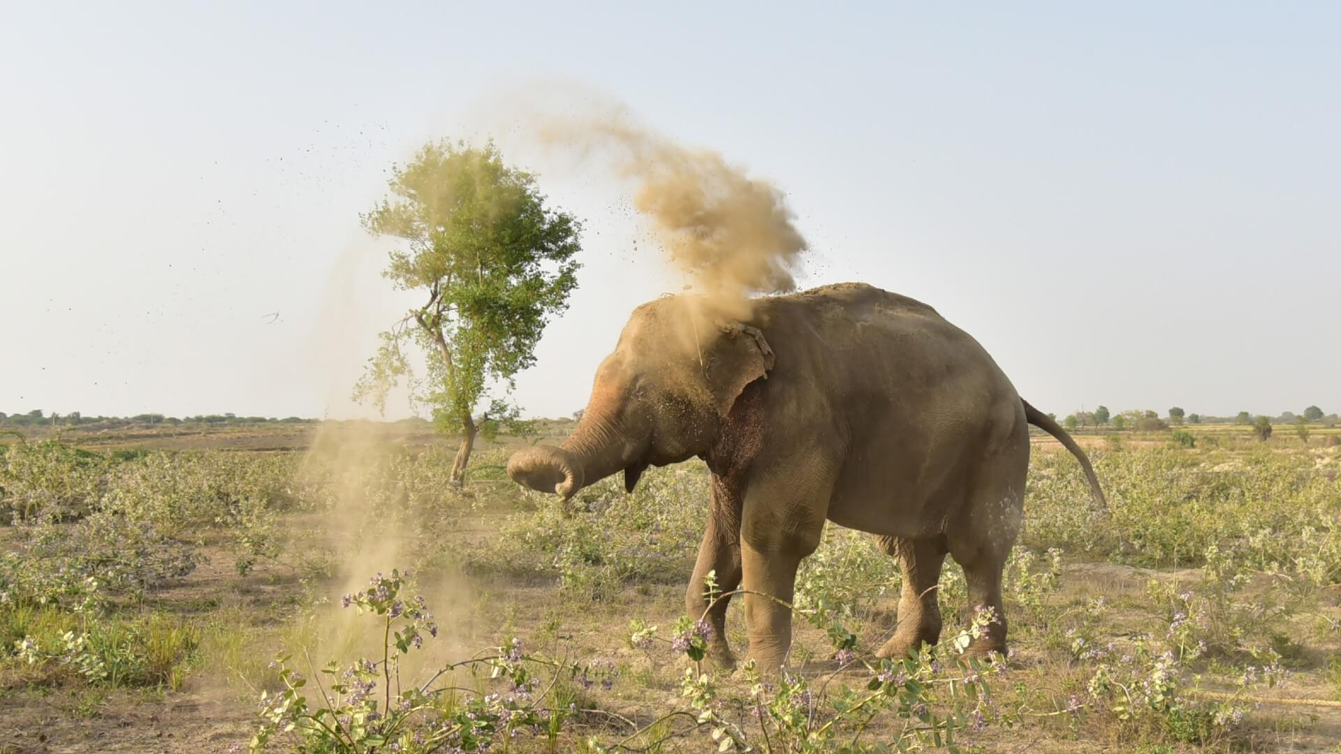 Elephant Of The Month: Bhola - Wildlife SOS