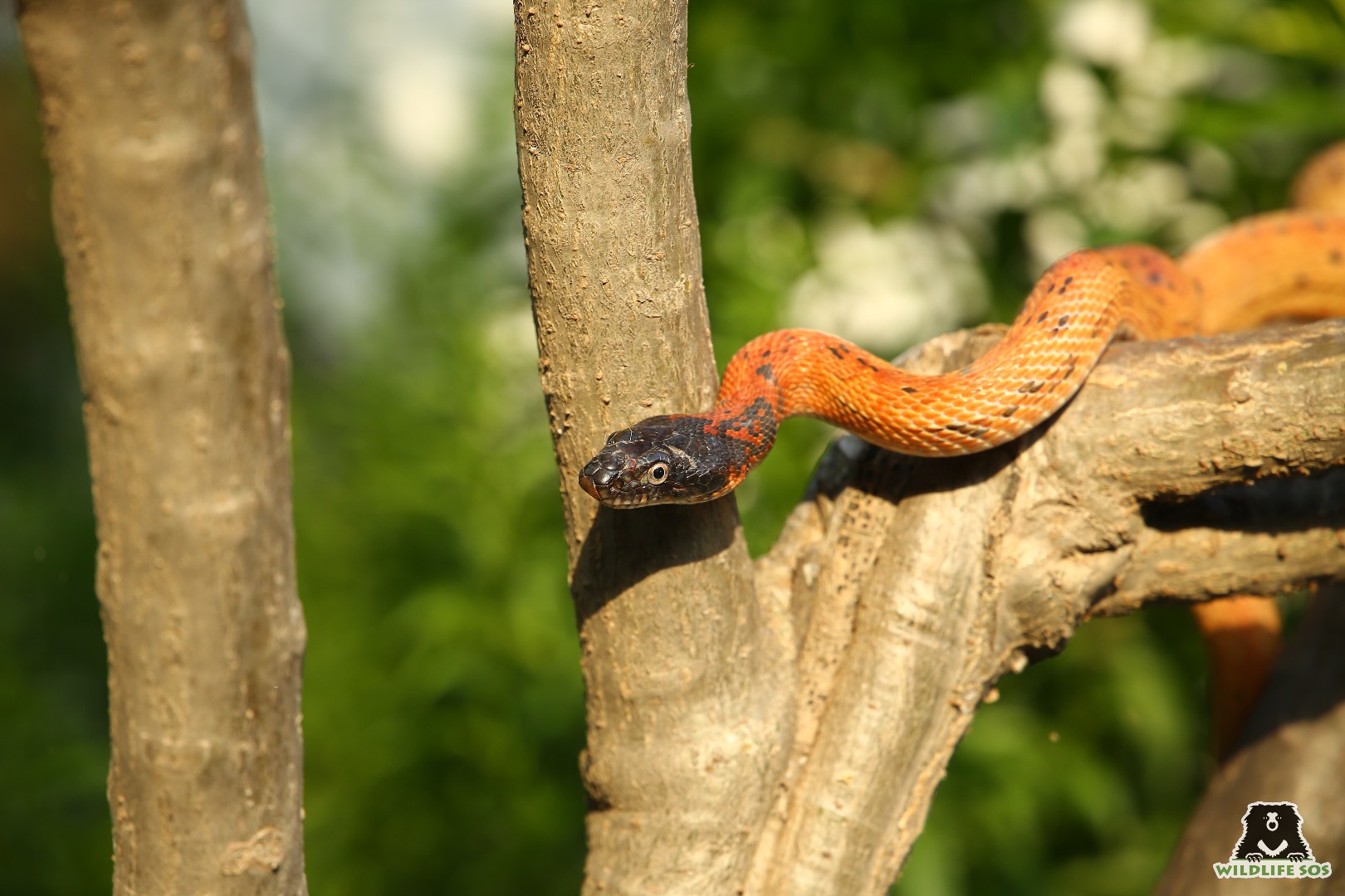 Snake Bite First Aid: The Dos and Don'ts - Wildlife SOS