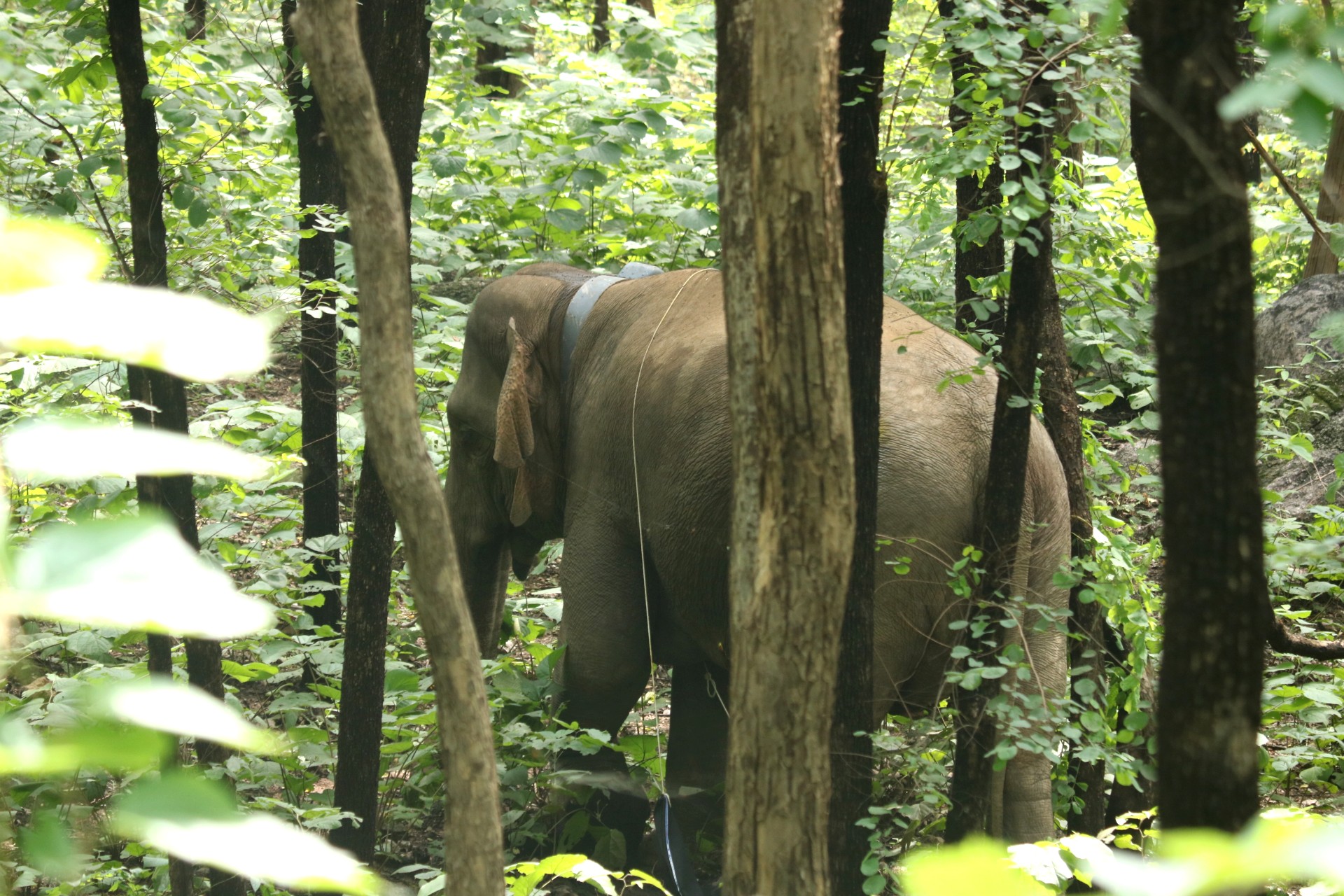 Marking Two Successful Years of Human-Elephant Conflict Mitigation in ...