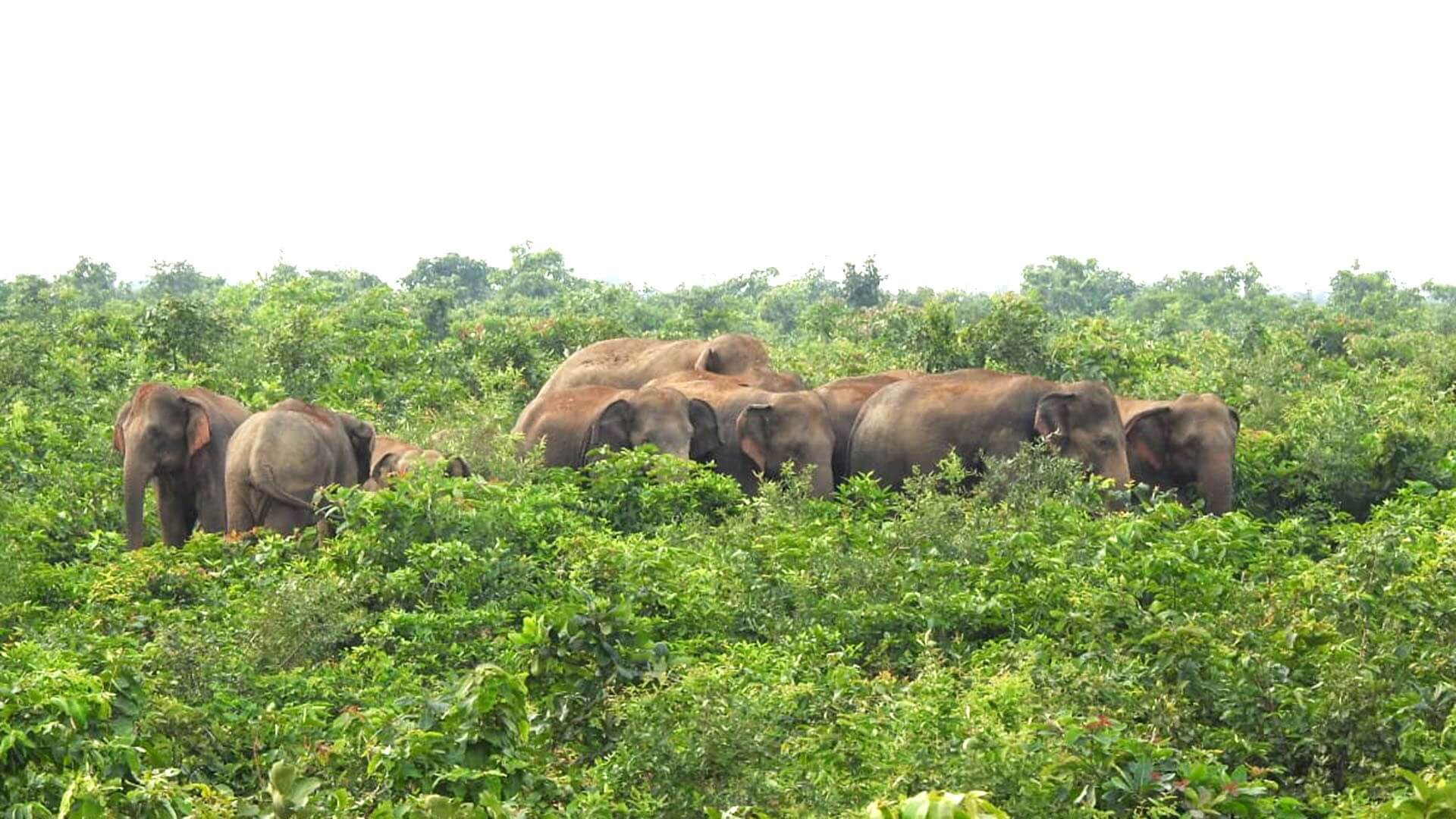 Living with Elephants: Solutions from the Chhattisgarh Wild Elephant ...