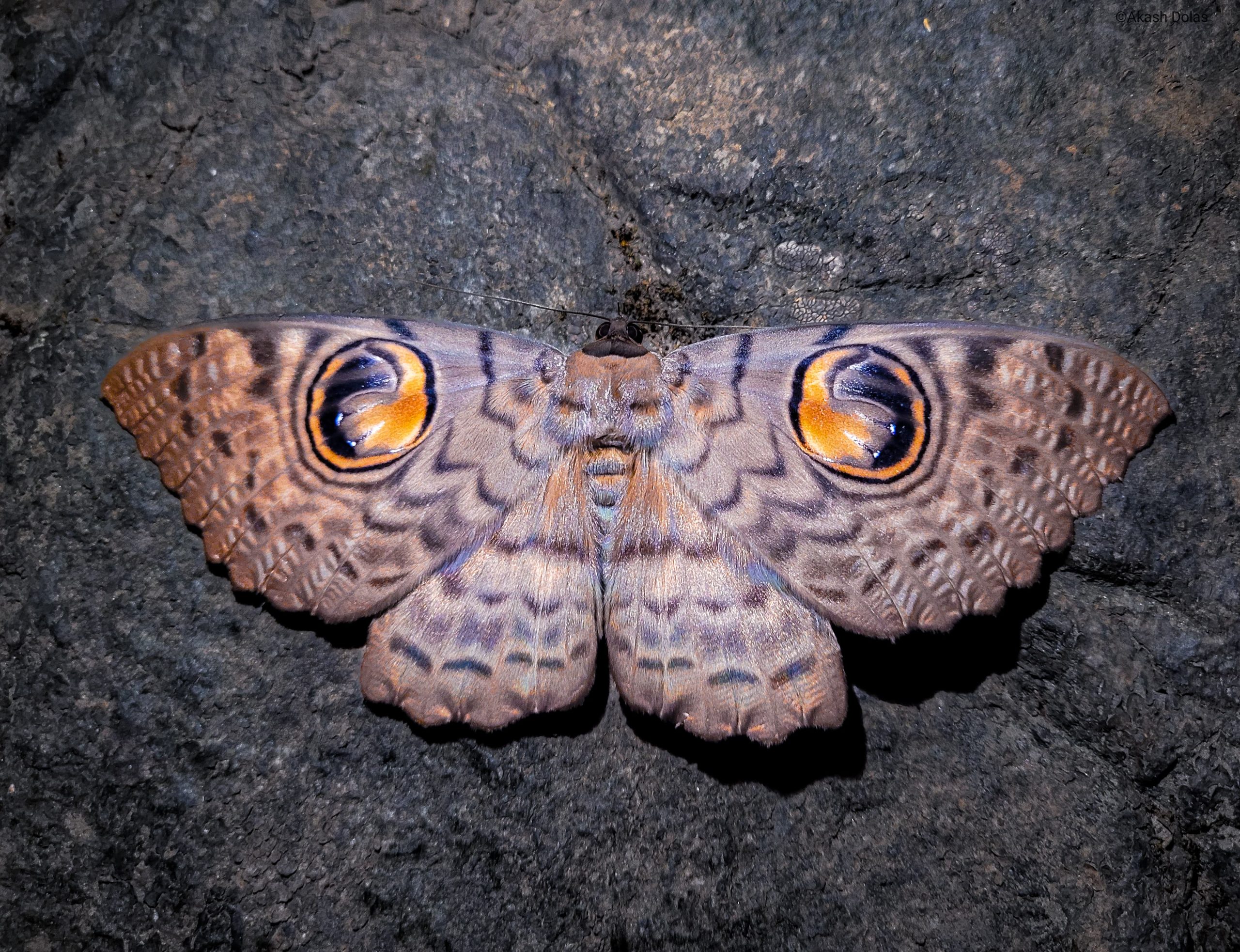 Mimicry in Nature - Wildlife SOS