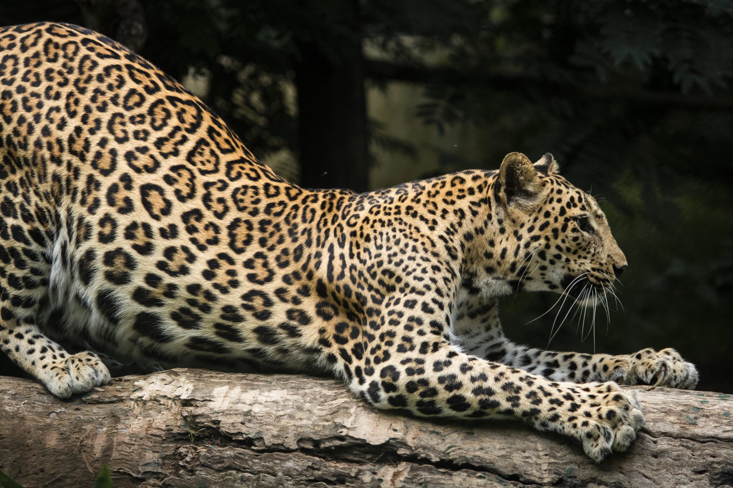 How Do Leopards Communicate? - Wildlife SOS