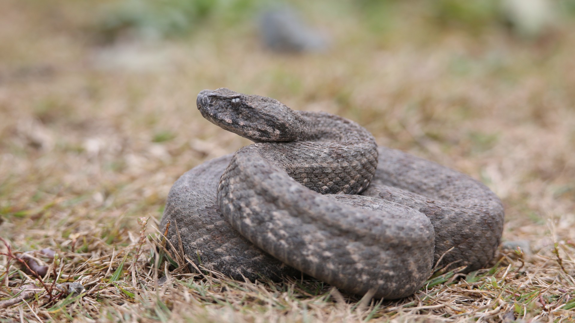 Warming Kashmir Forces Snakes To Come Out - Wildlife SOS