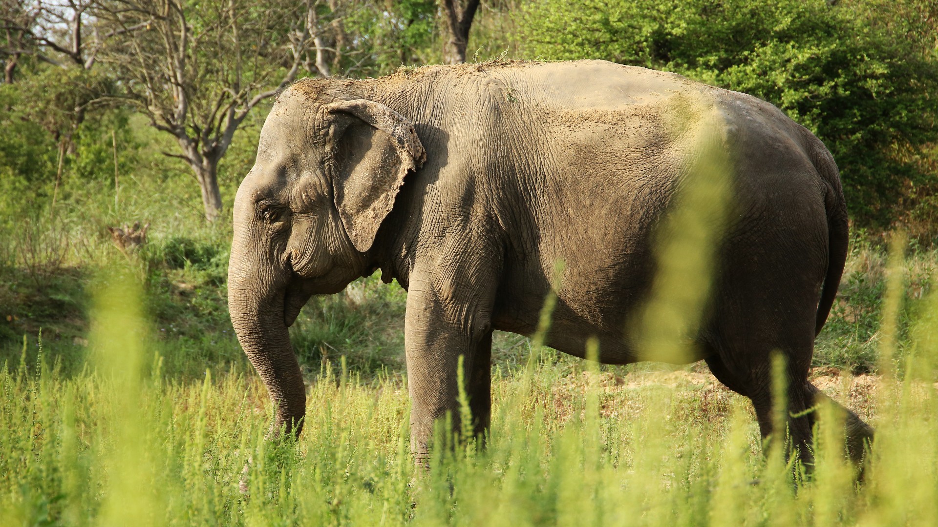 Remembering Daisy: The City Elephant With A Young Soul Crosses The ...