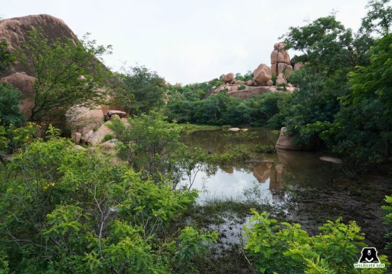Where The Wild Roams: 7 Best Places To Spot Sloth Bears In India ...