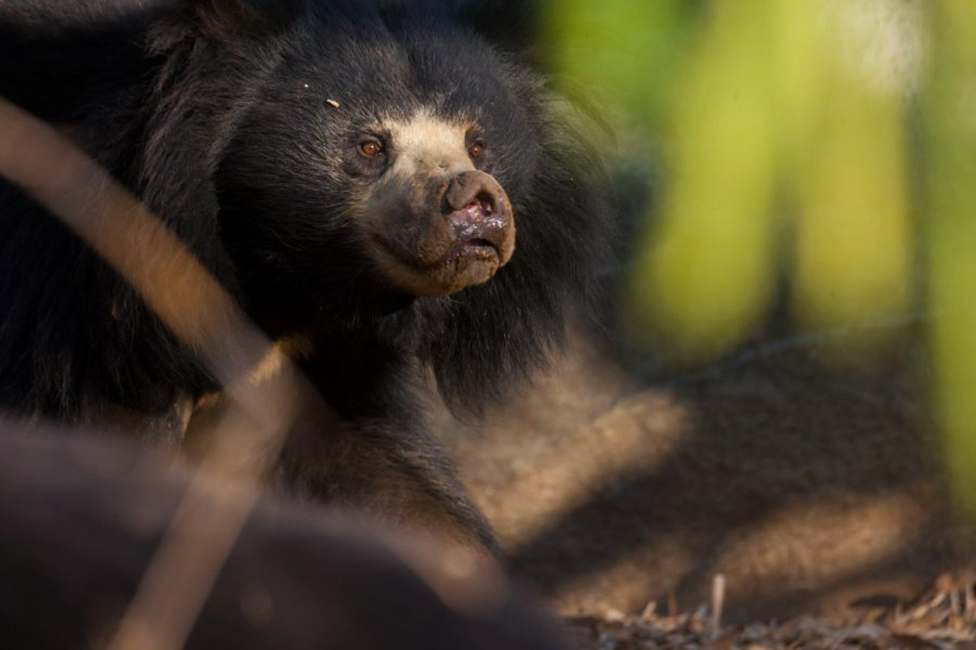 Daroji: The First Home To Indian Sloth Bears - Wildlife SOS