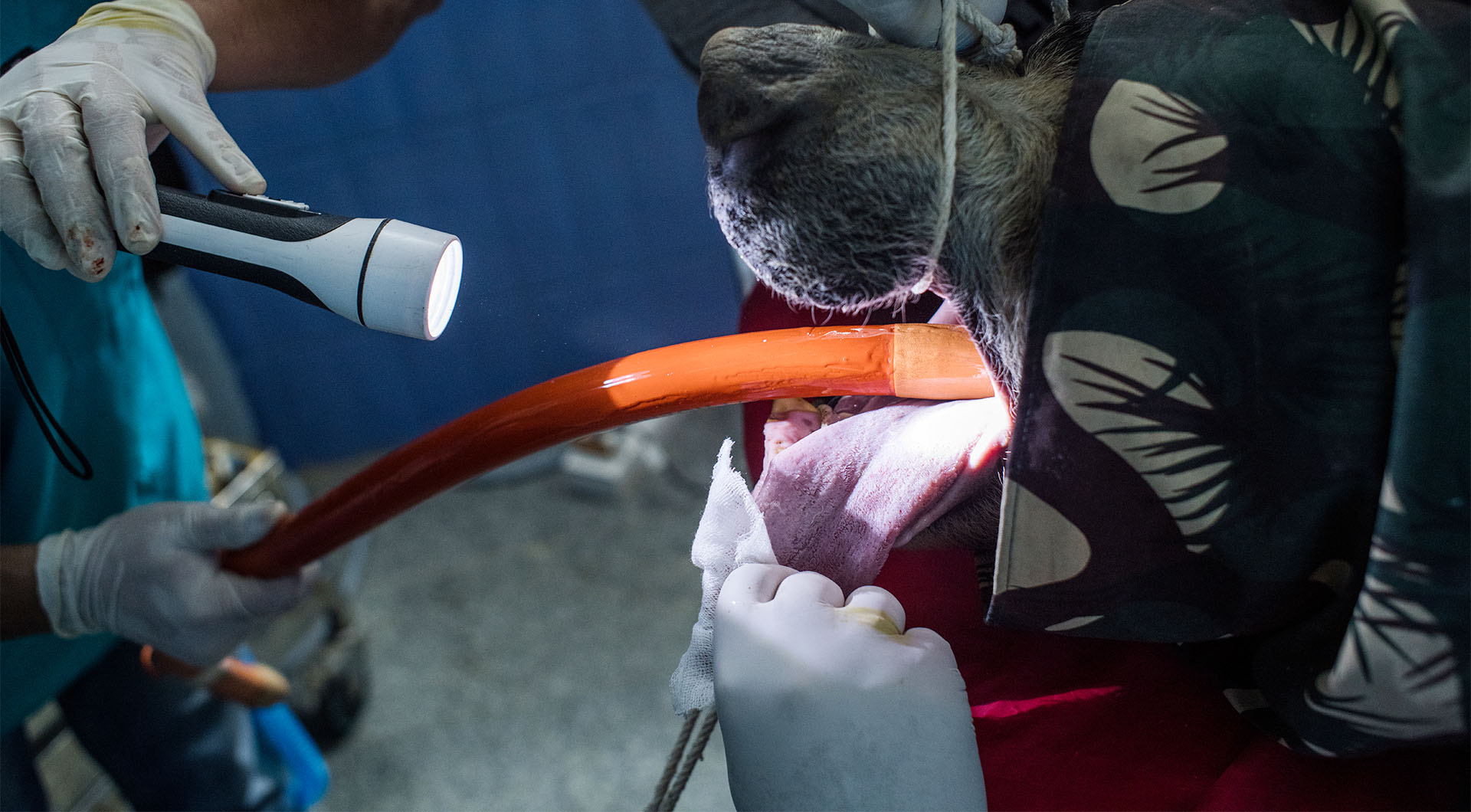 Vets Treat Dental Injuries Of Sloth Bears At Wildlife SOS - Wildlife SOS