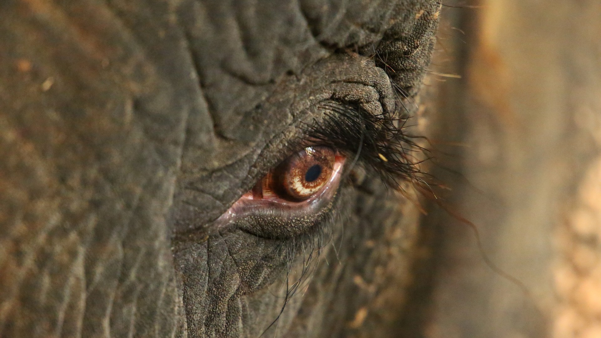 Plight of their Sight: Ocular Disorders in Captive Elephants - Wildlife SOS