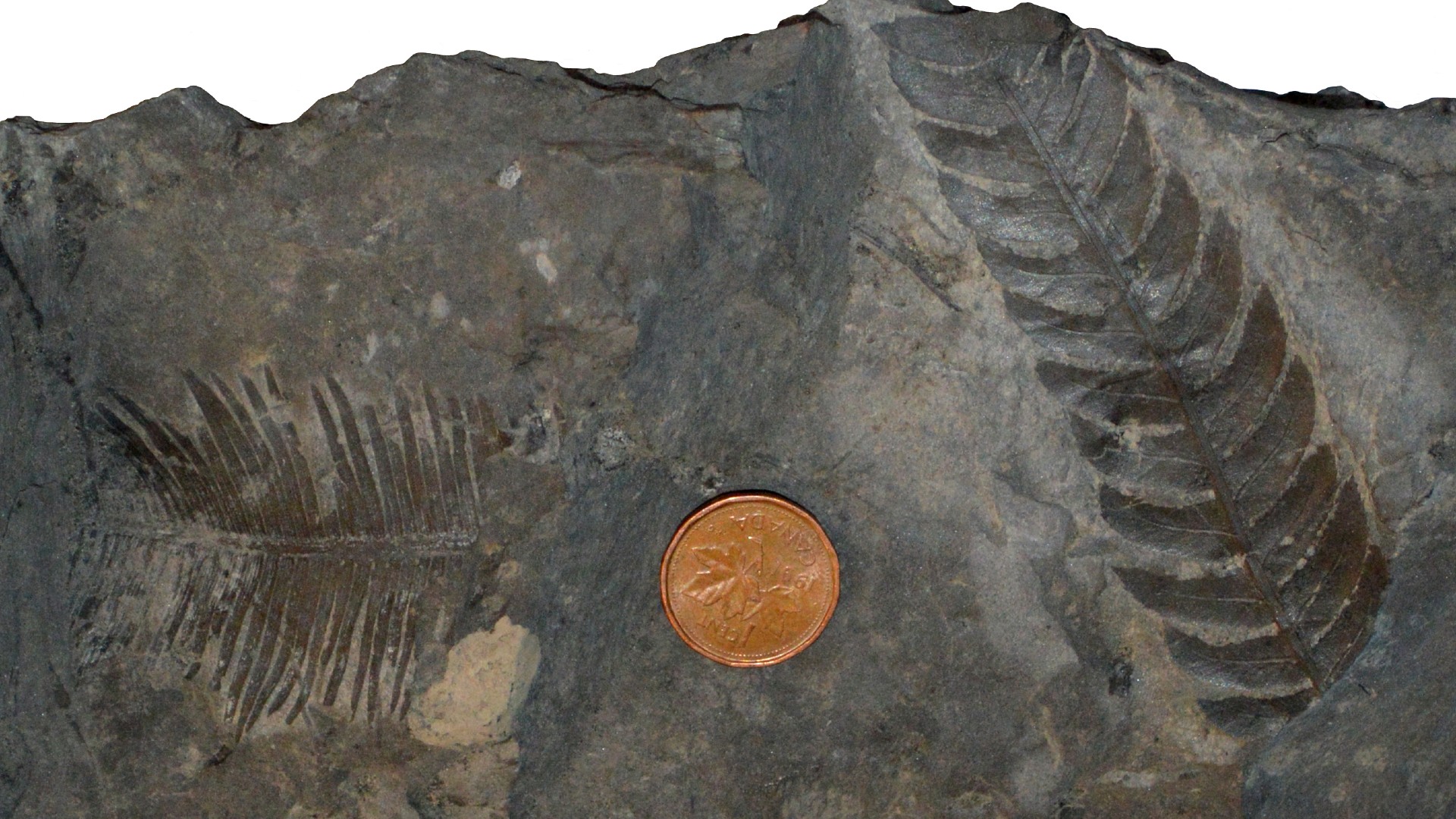 Plant Fossils: A Peek Into Earth’s Past - Wildlife SOS