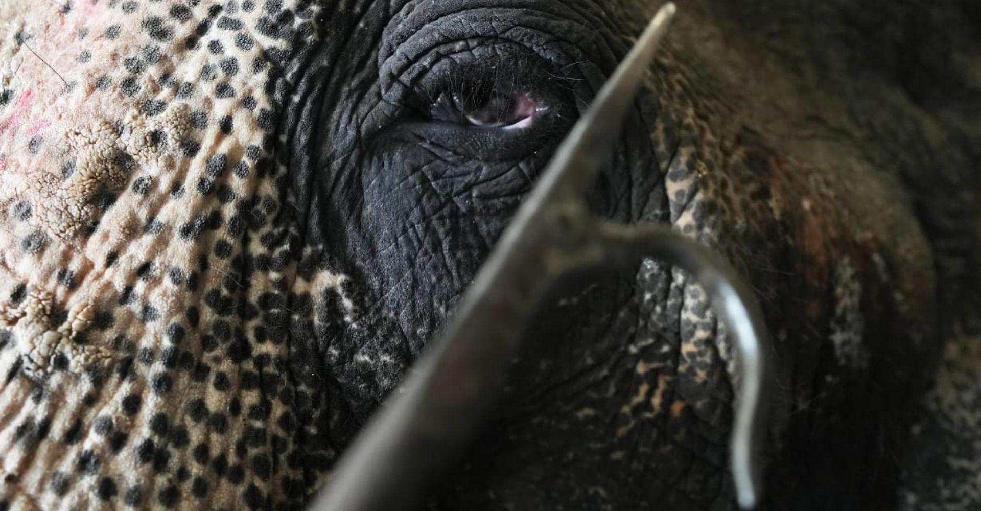 Of Chains & Choices: Difference Between Wild & Captive Elephants ...