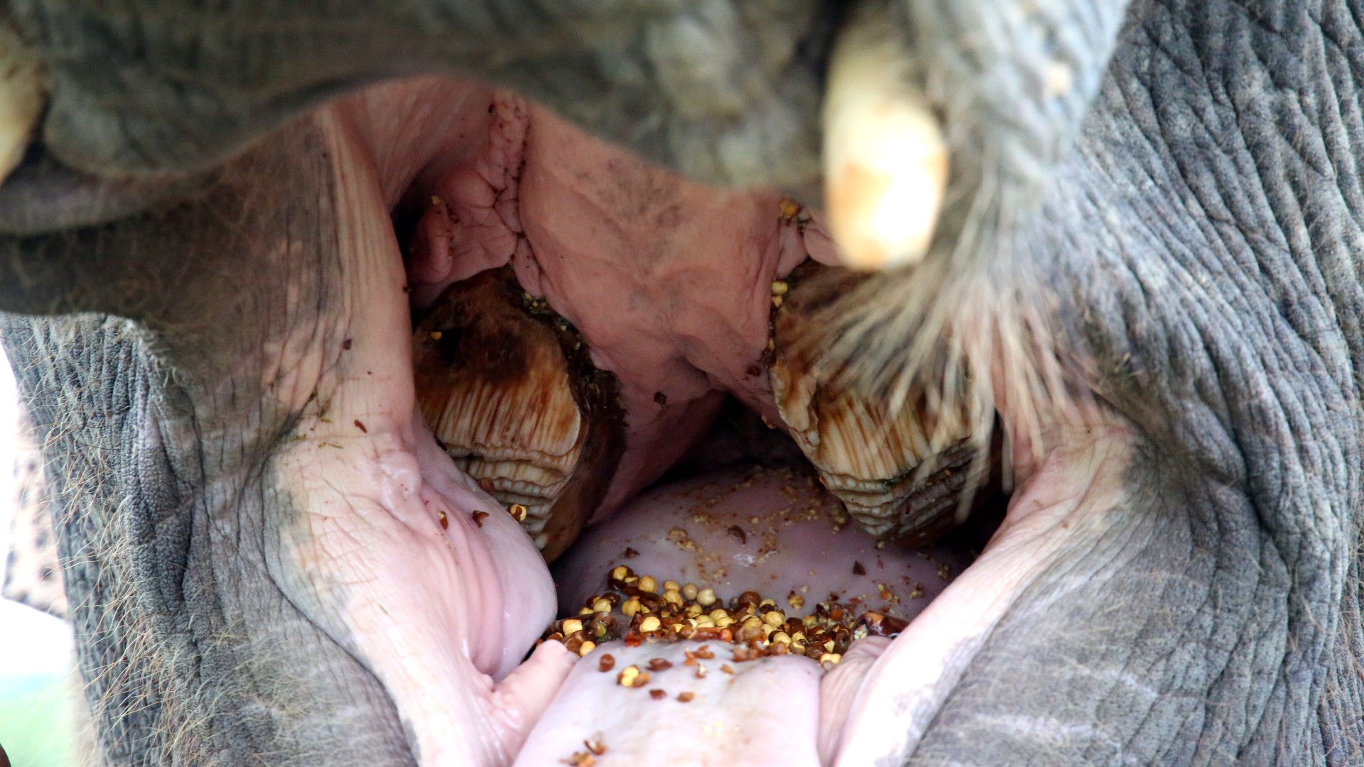The Role of Molar Teeth In Age Determination of Elephants - Wildlife SOS