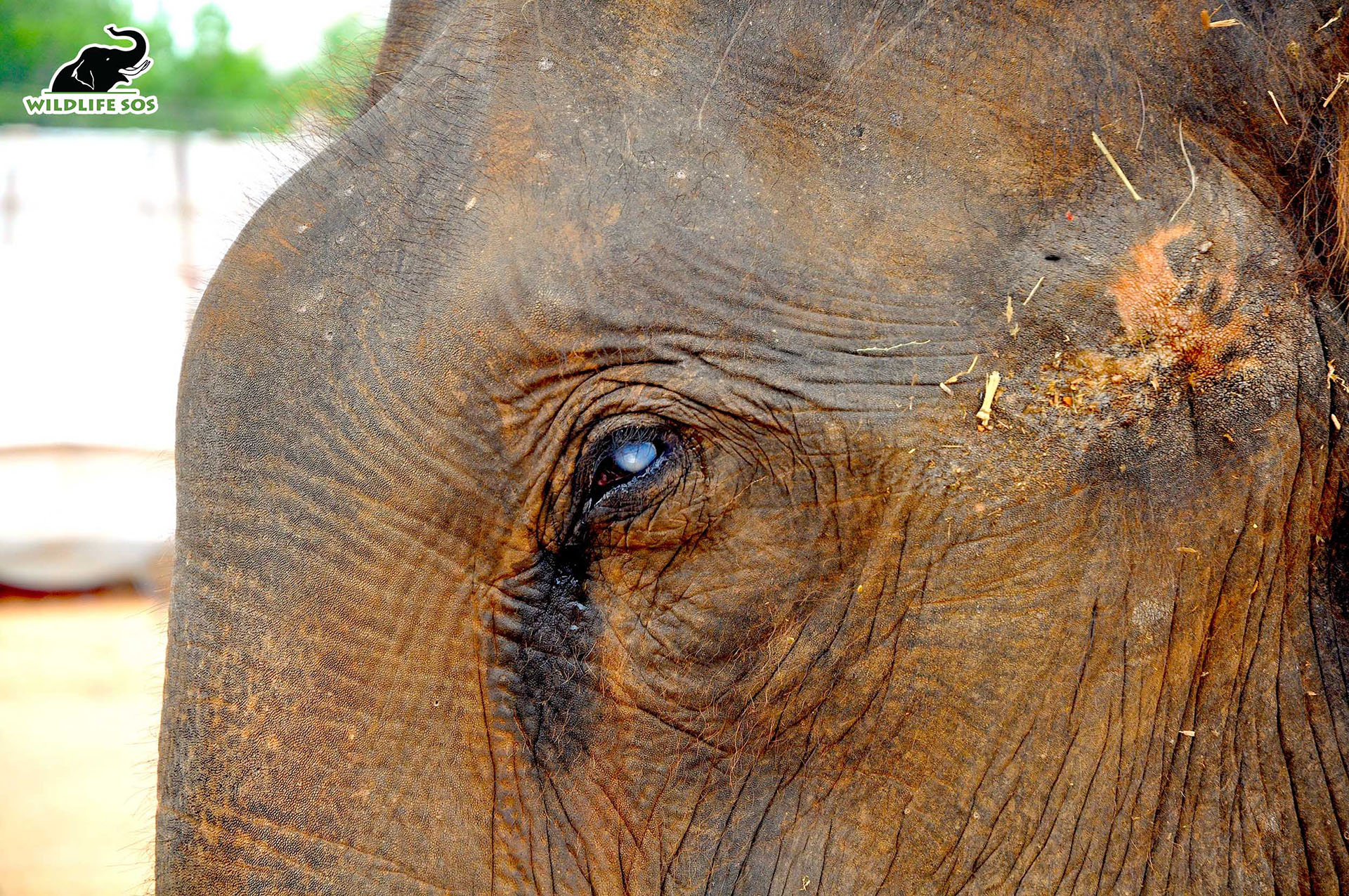 The Paradox of Elephant Trade in The Wildlife (Protection) Bill, 2021 ...