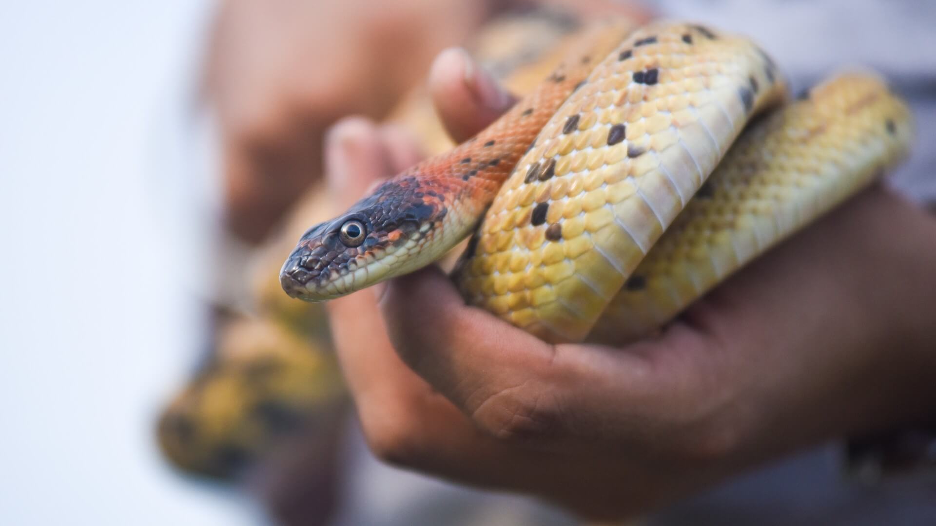 Top Rescues of 2021 - Wildlife SOS