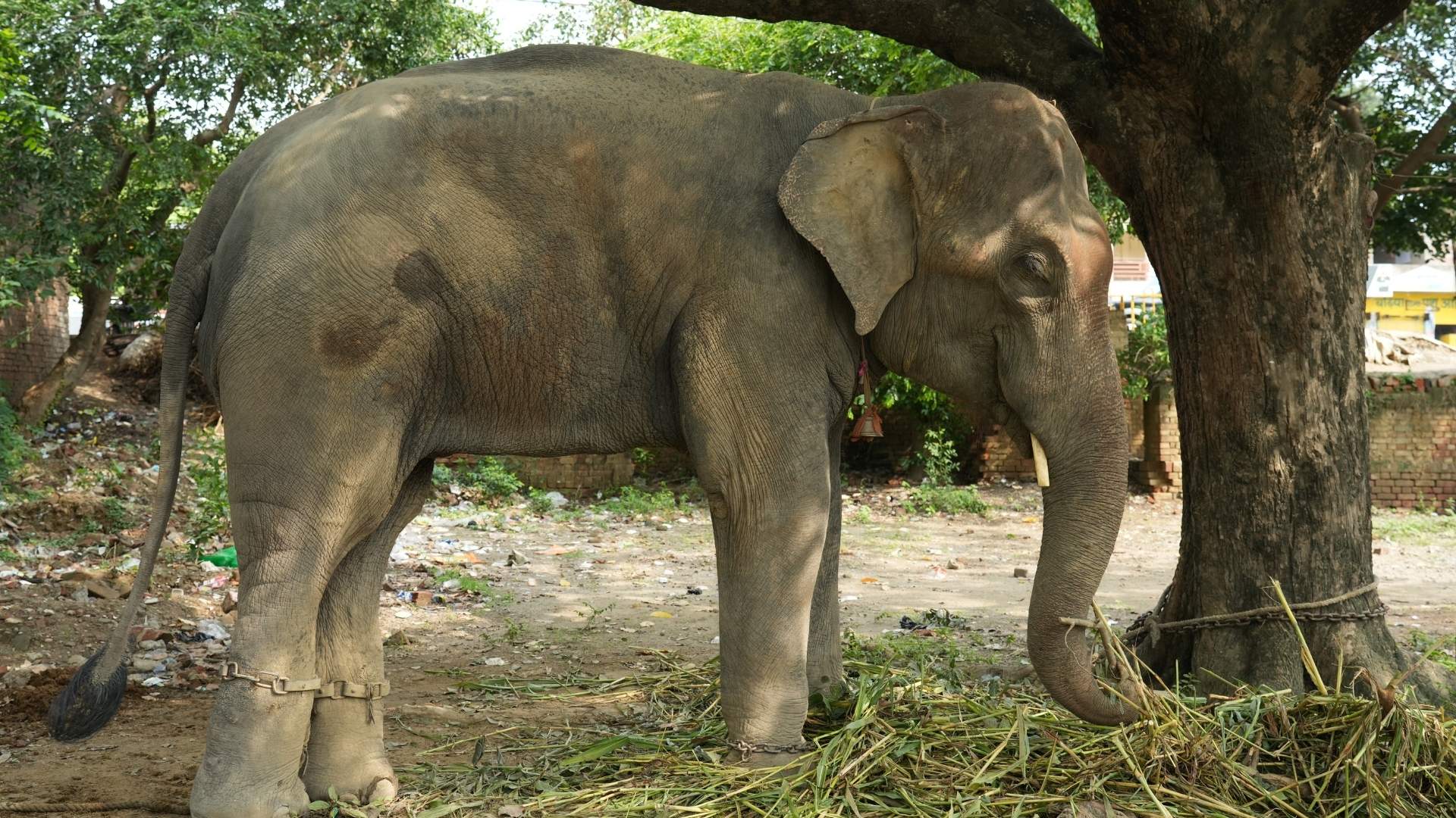 Saving ‘Begging’ Elephant Hari: Live Updates Of His Journey To Wildlife ...
