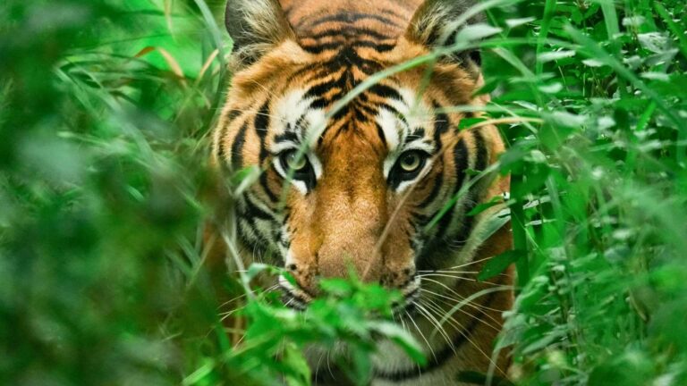 Real-time Conservation: How Radio Telemetry Helps To Protect Wildlife ...