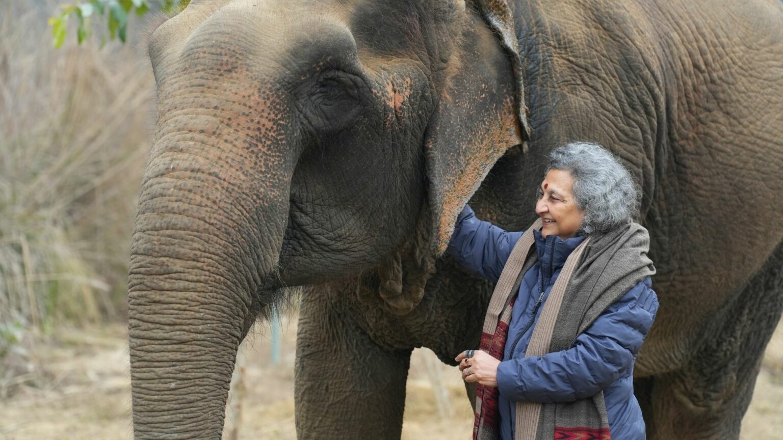 Trumpets Of Trauma: Elephants At War With Tradition - Wildlife SOS