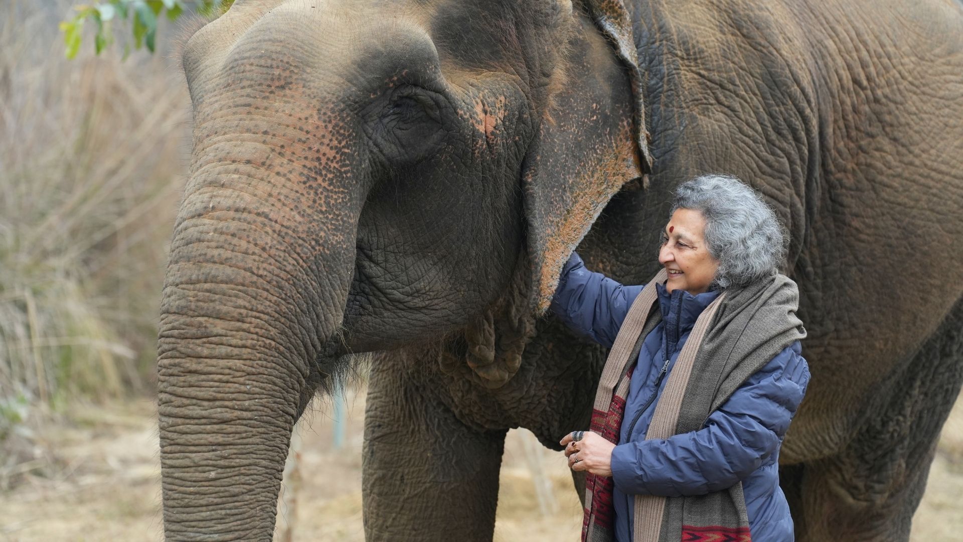 Tracing The Journey Of The Most Trafficked Mammal, Pangolin - Wildlife SOS