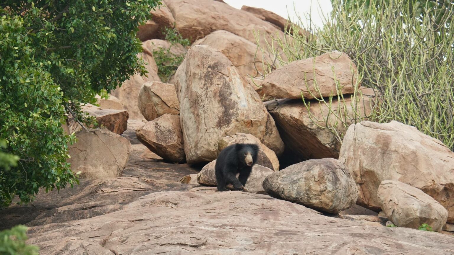 How Do Bears Survive Hibernation? - Wildlife SOS