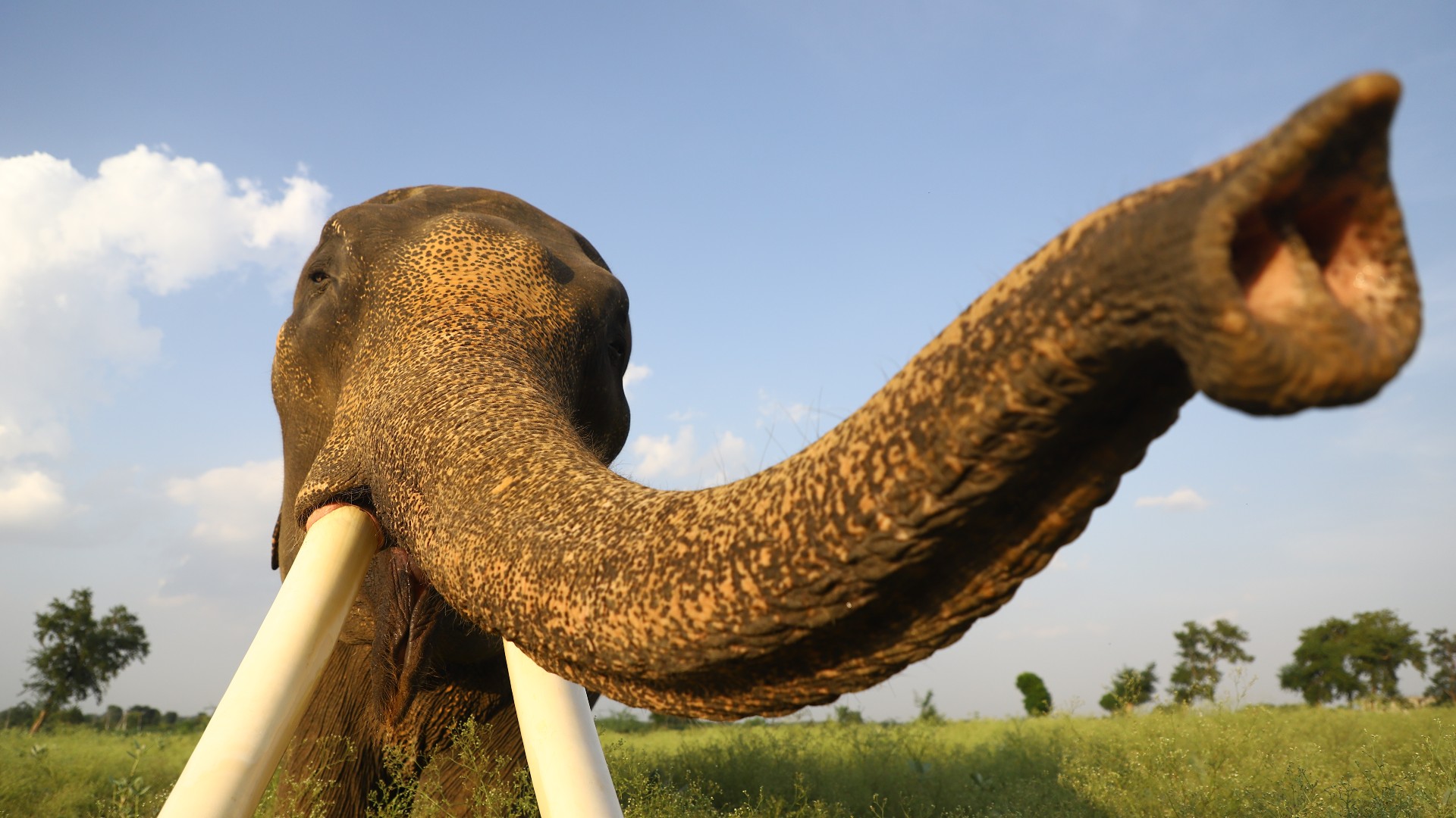 Elephant Of The Month – Suraj, The Sunshine Of Wildlife SOS - Wildlife SOS