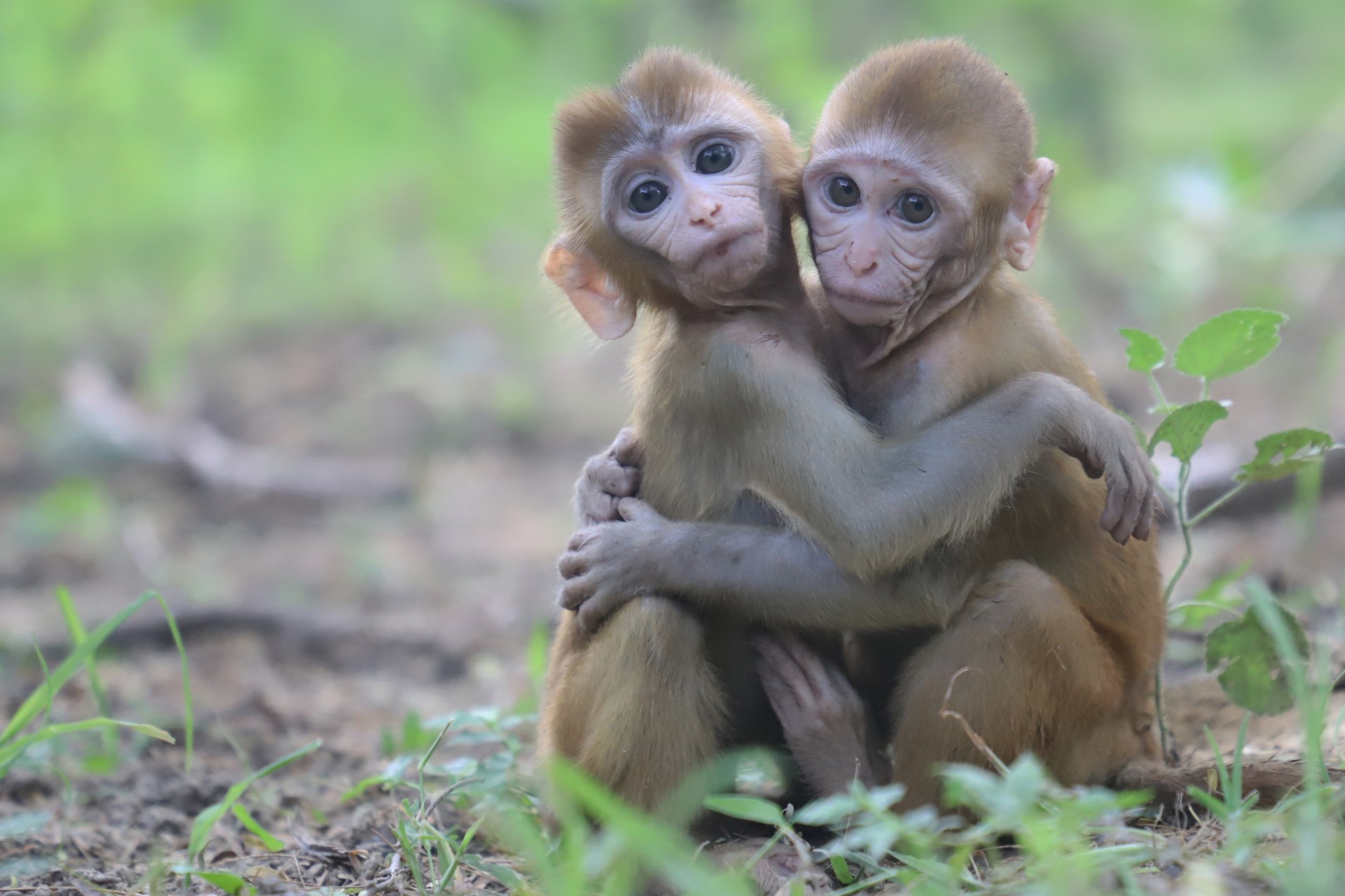 Orphaned Baby Monkeys Heal Through Friendship at Wildlife SOS ...