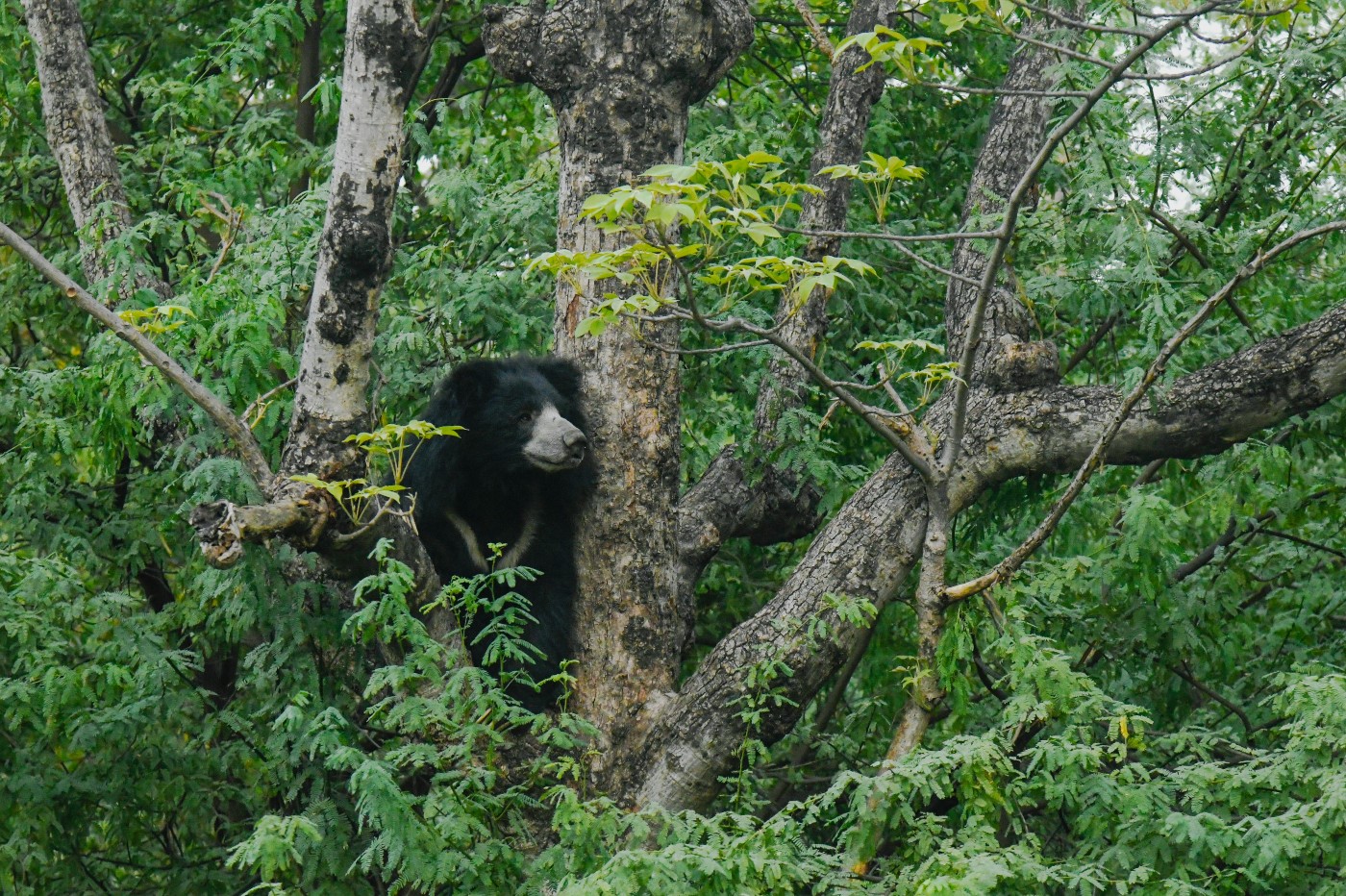 Health Issues Found In Rescued Sloth Bears - Wildlife SOS