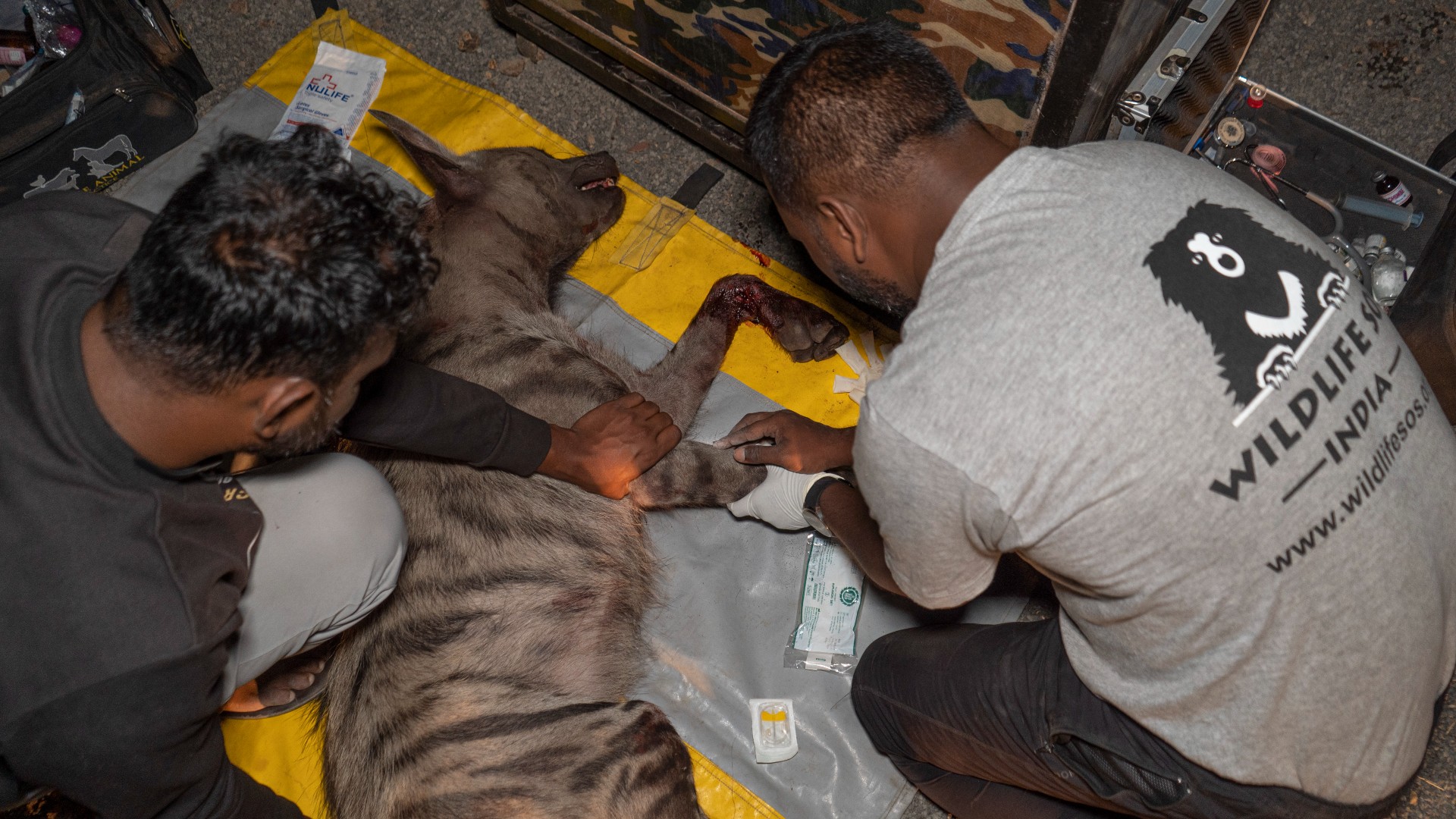 Hyena Injured In Road Accident Undergoes Treatment At Wildlife SOS ...
