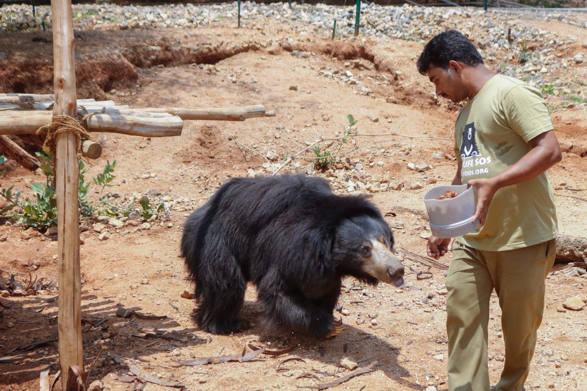 Influencing Bear Behaviour with Operant Conditioning - Wildlife SOS