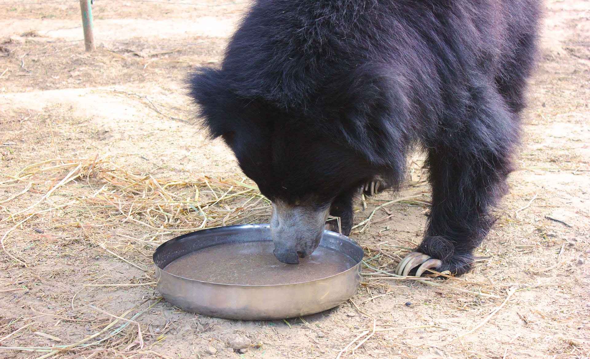 Worms And Flies In A Bear’s Meal - Wildlife SOS