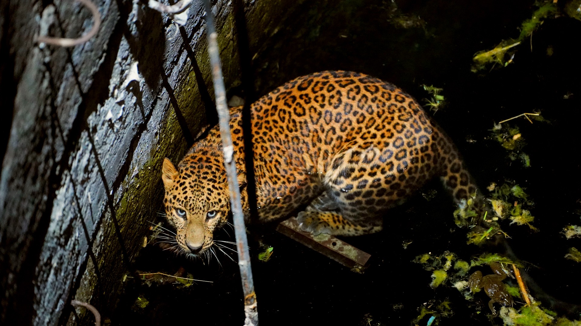 Two Leopards Rescued Under 24 Hours In Maharashtra - Wildlife SOS