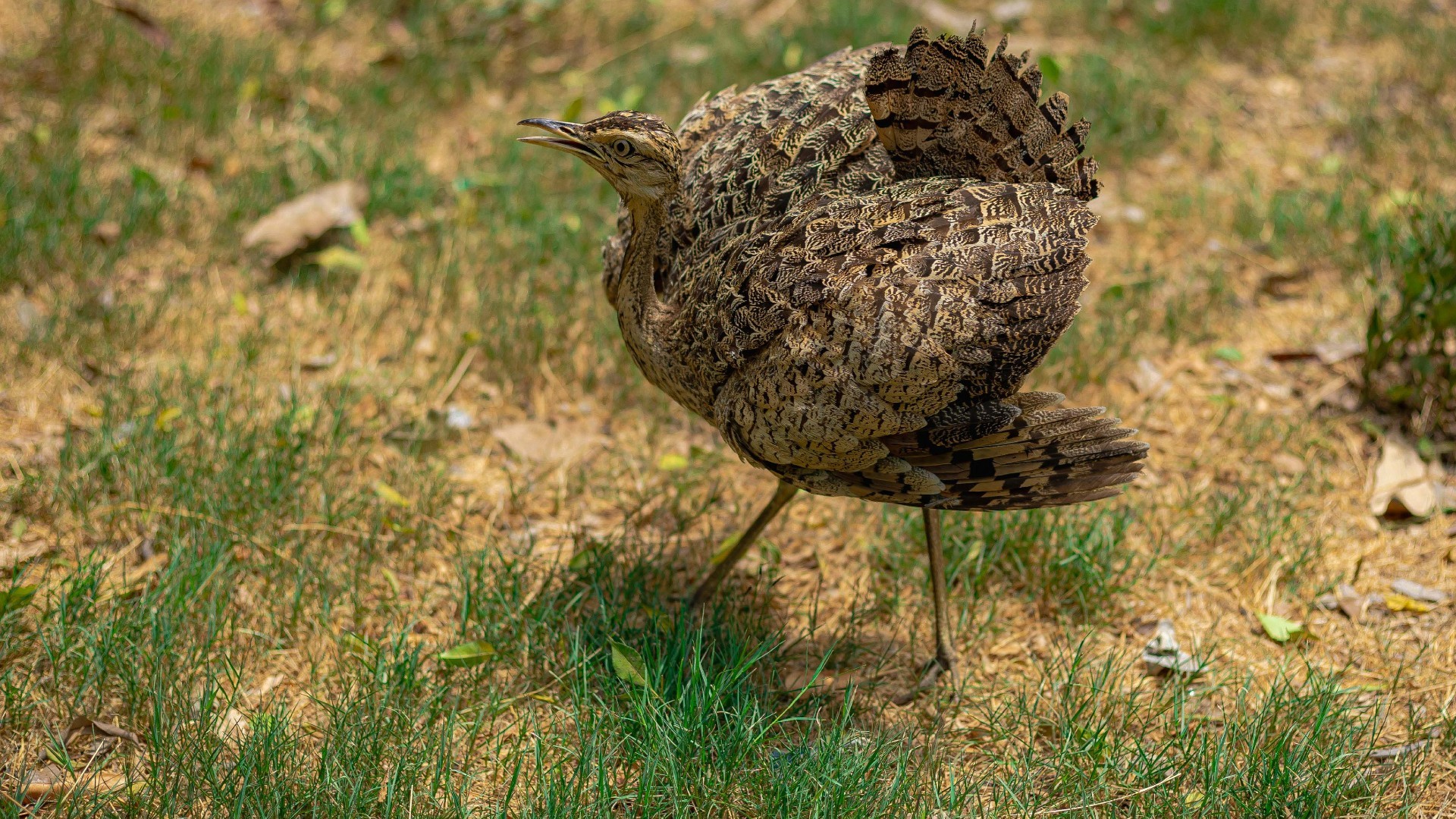 Grasslands: Tales Of A Misunderstood Biome - Wildlife SOS