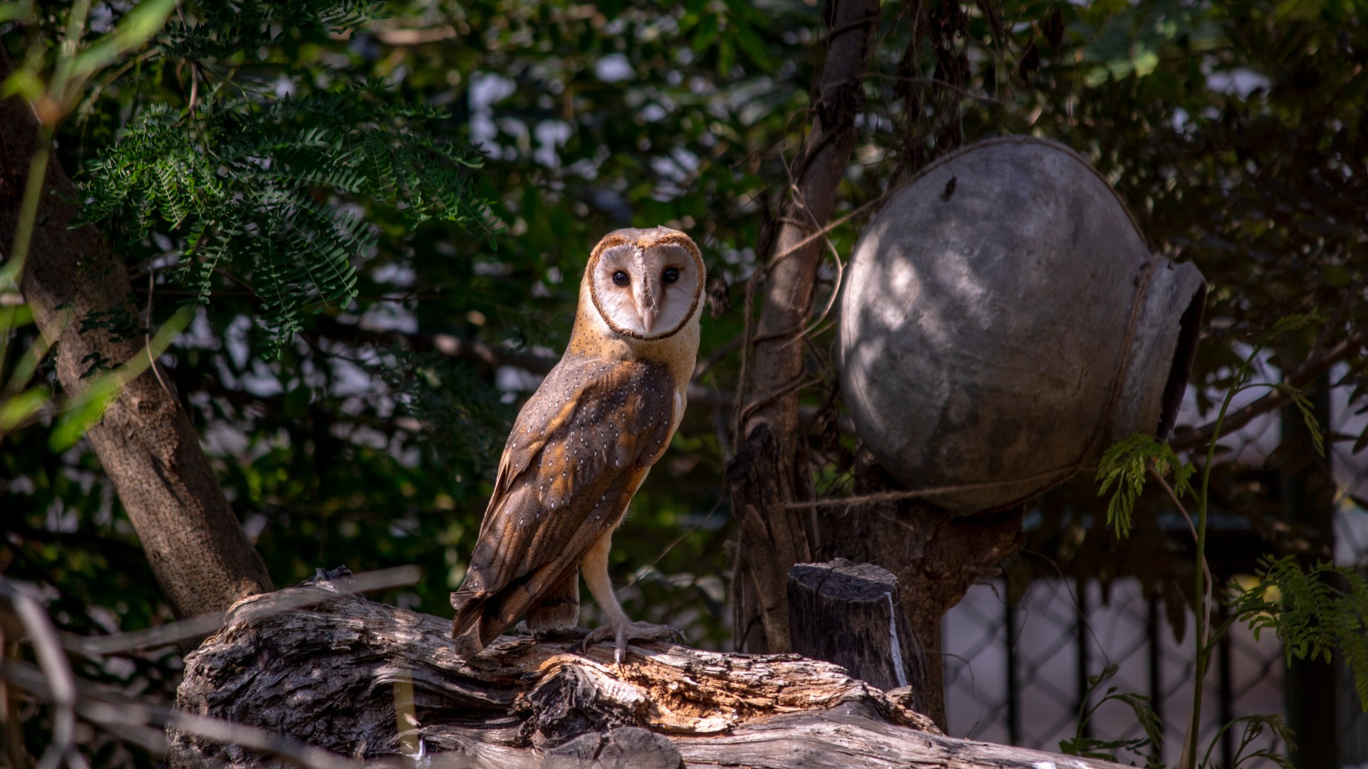 Wildlife SOS Seizes Barn Owl In Gujarat Raid - Wildlife SOS