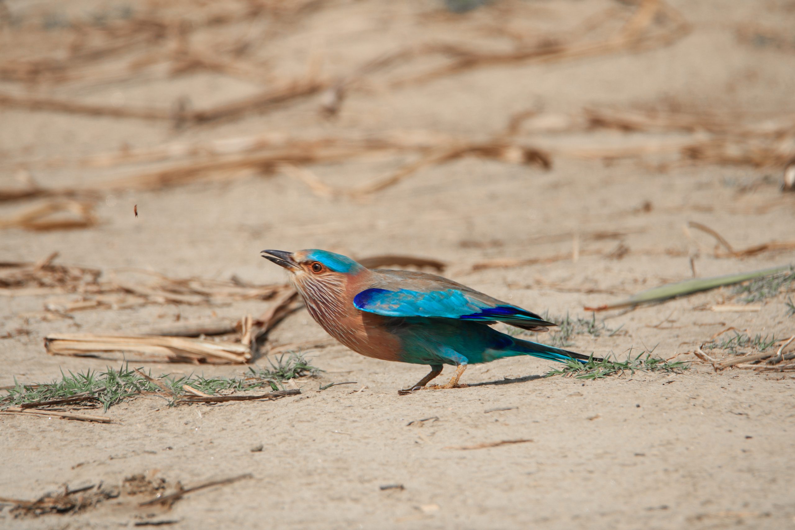 Entomophagous Animals: Those Who Feast On Insects! - Wildlife SOS