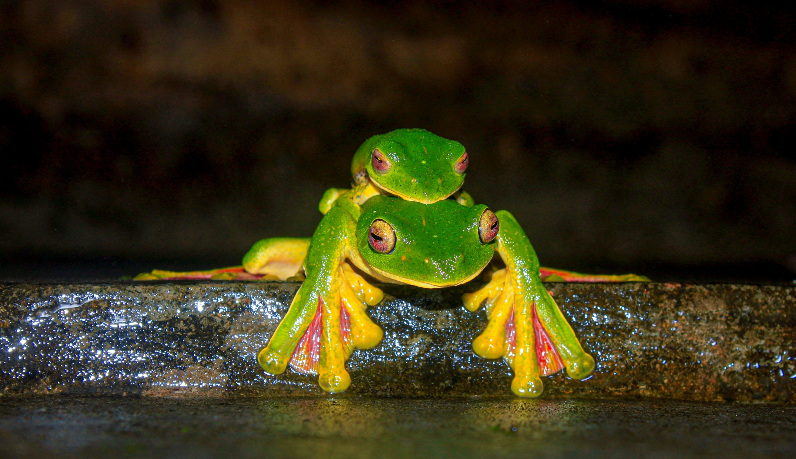 Animals That Welcome The Monsoon! - Wildlife SOS