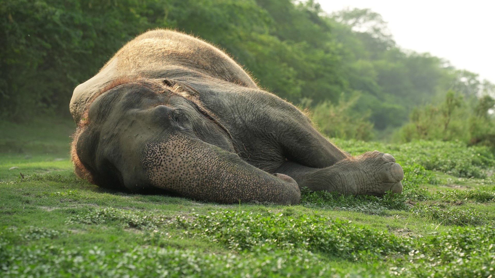 Rescuing Elephants From Road Accidents In India - Wildlife SOS