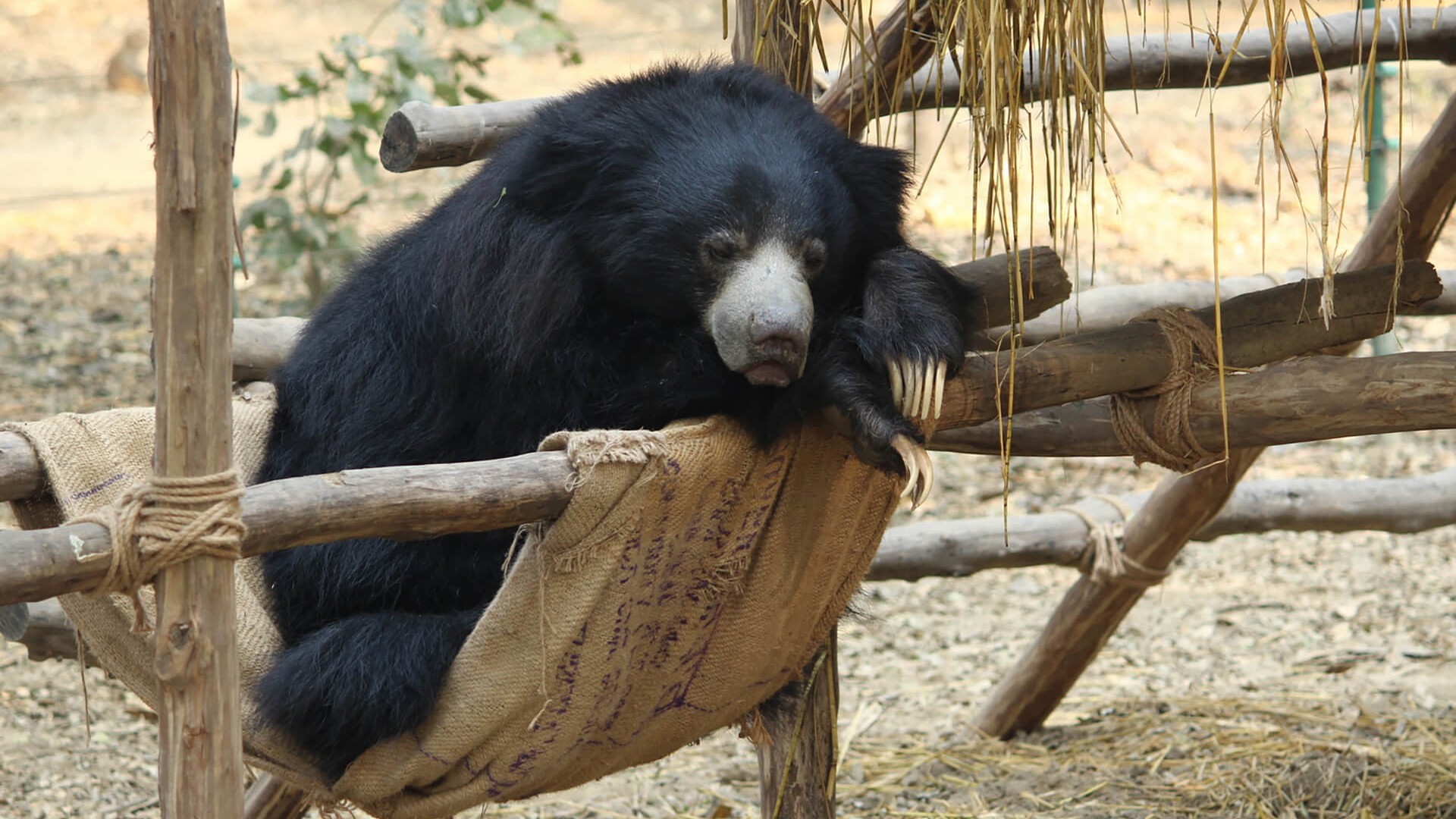 Bidding Adieu to Our Queen "Maharani" - Wildlife SOS