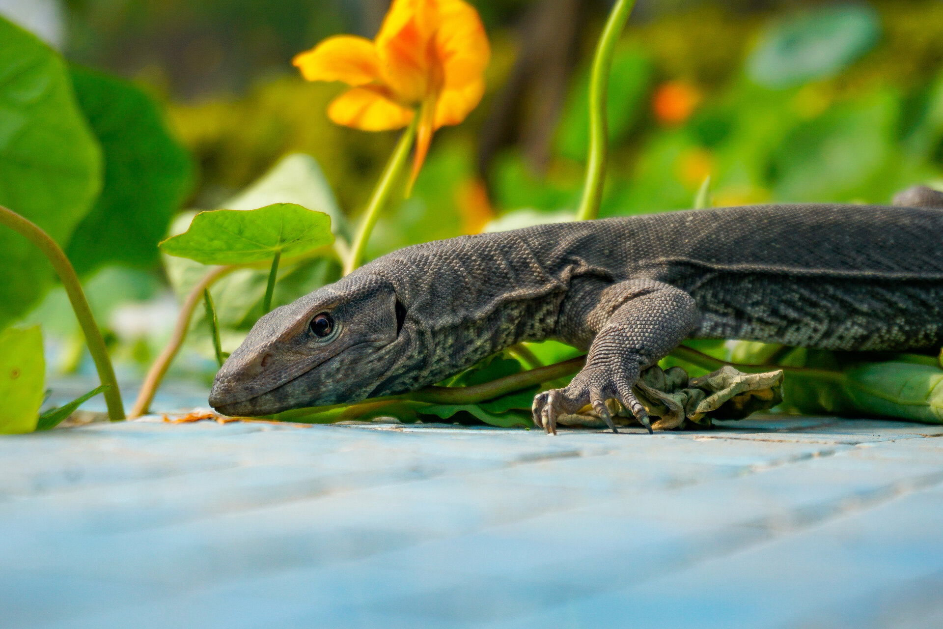 The Common Lizards Of India! - Wildlife SOS