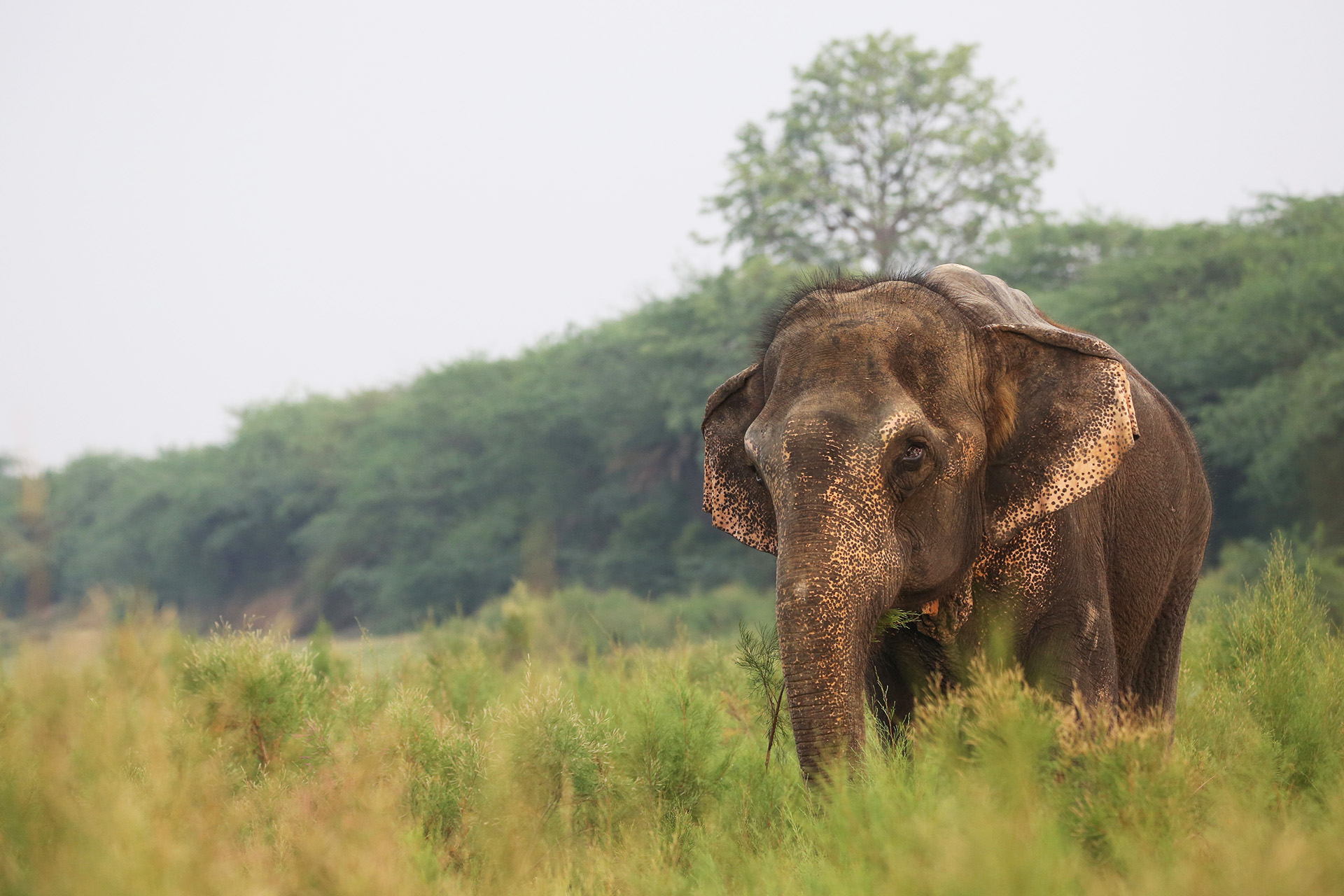 Nina Completes One Year Of Freedom With Wildlife SOS - Wildlife SOS