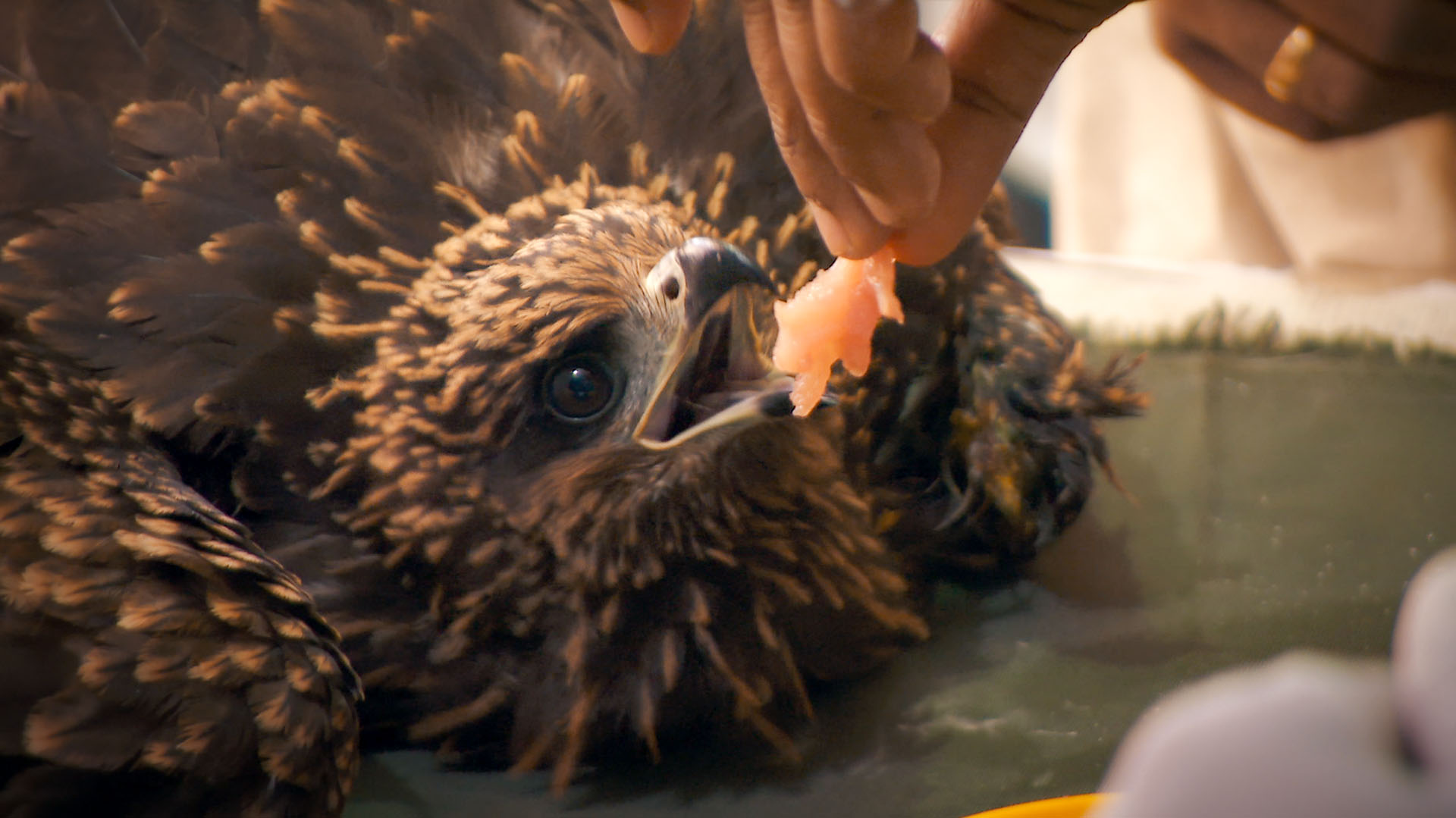The Delicate Life Of Birds Hanging By A Thread - Wildlife SOS