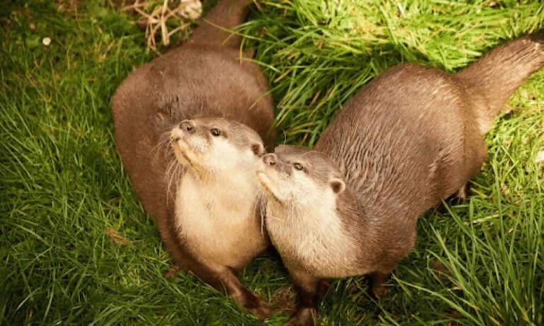 Things You Didn’t Know About: Otters - Wildlife SOS