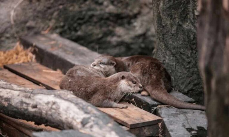 Things You Didn’t Know About: Otters - Wildlife SOS