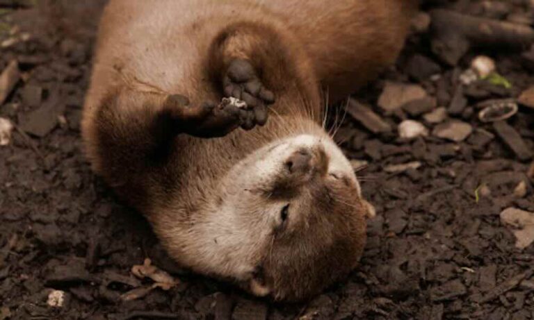 Things You Didn’t Know About: Otters - Wildlife SOS