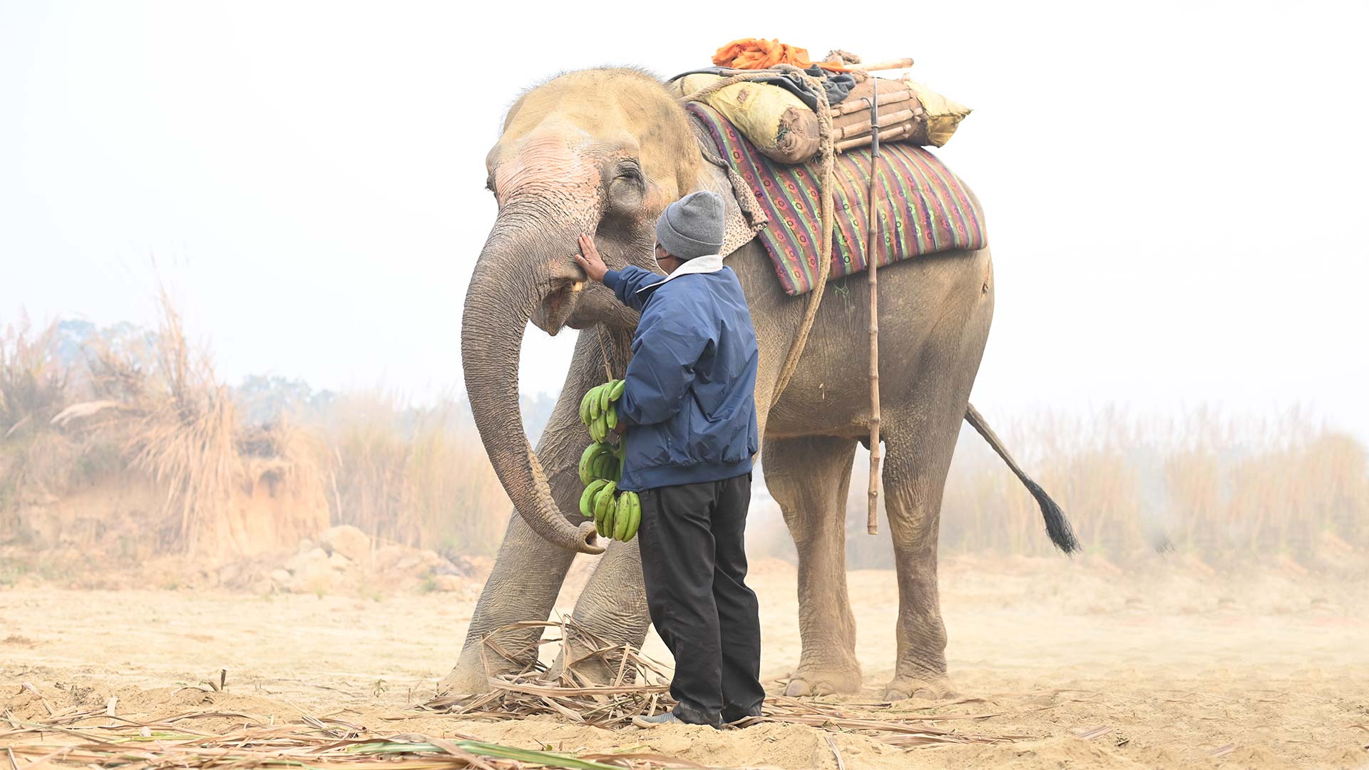 Begging elephant campaign update - Wildlife SOS