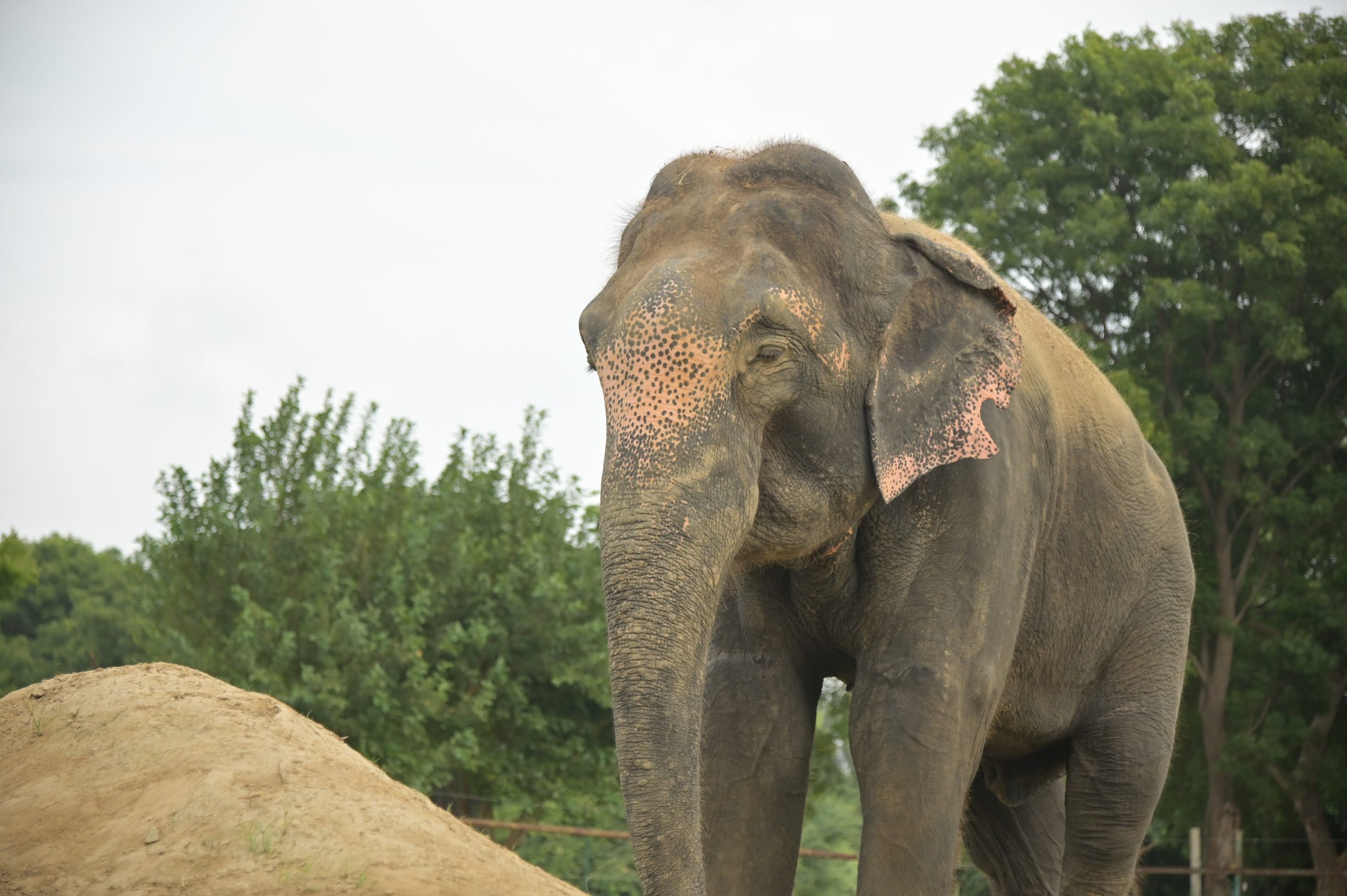 Trunk Tales: Marvellous Macadamia’s Momentous Journey! - Wildlife SOS