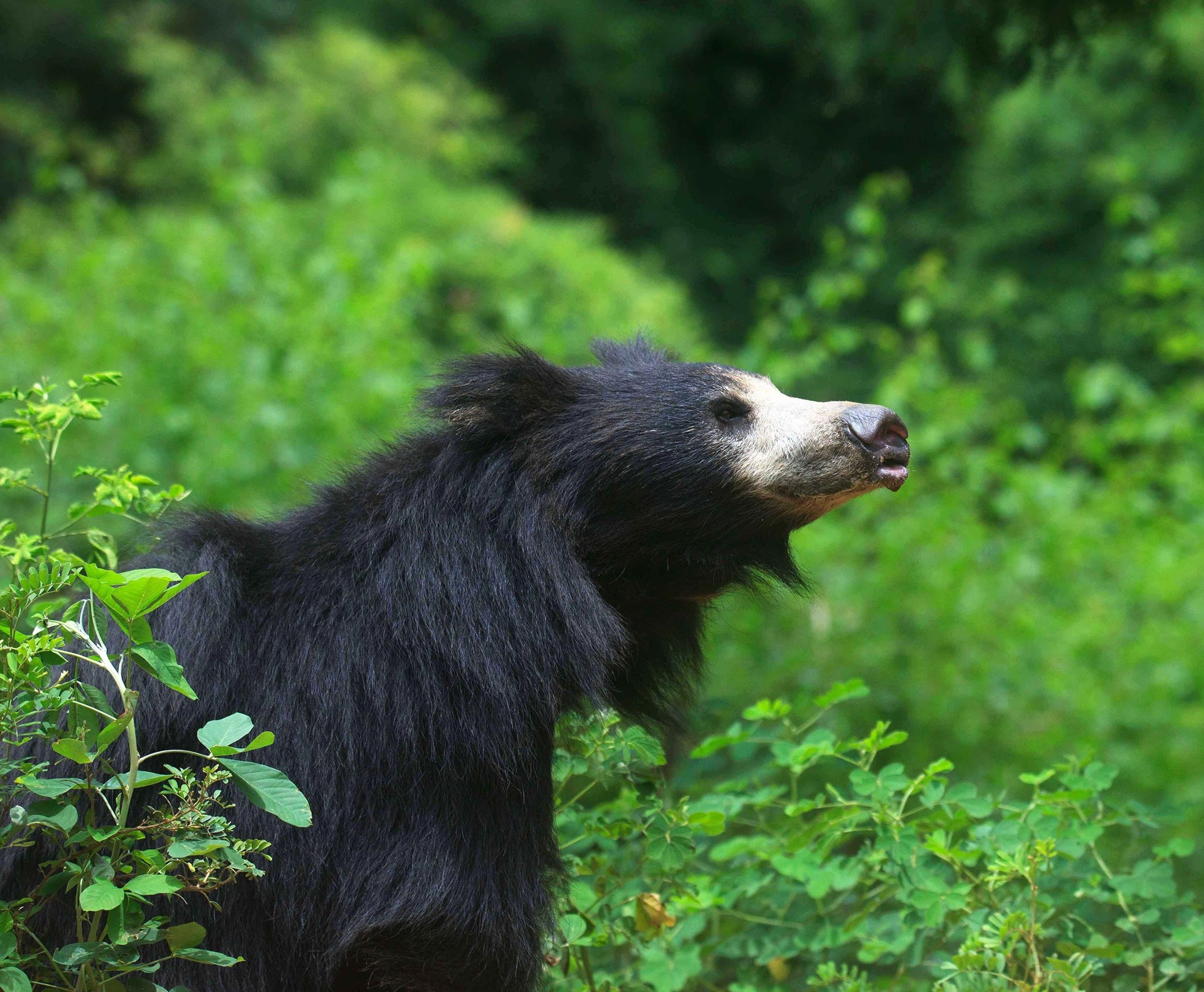 World Sloth Bear Day: Know India’s Native And Unique Ursines - Wildlife SOS