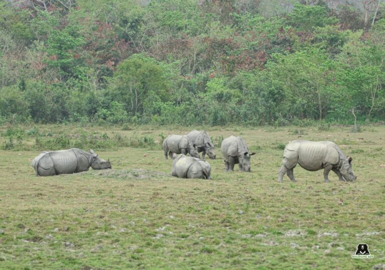 Things You Didn’t Know About: Rhinos - Wildlife SOS