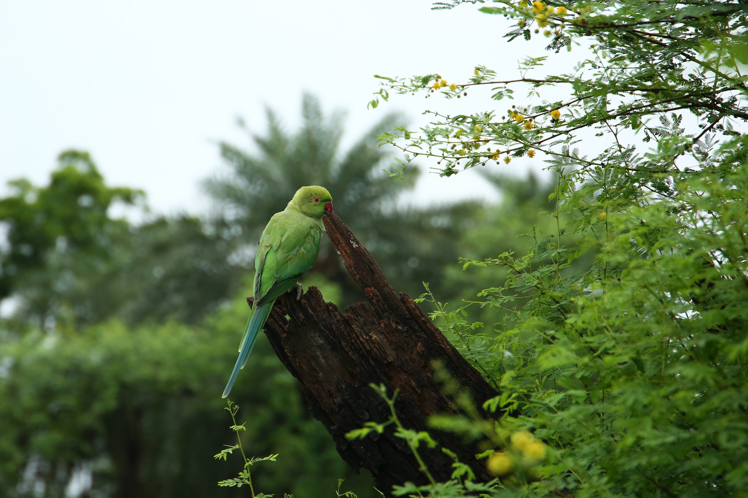 World Parrot Day: All You Need To Know About Parakeets! - Wildlife SOS