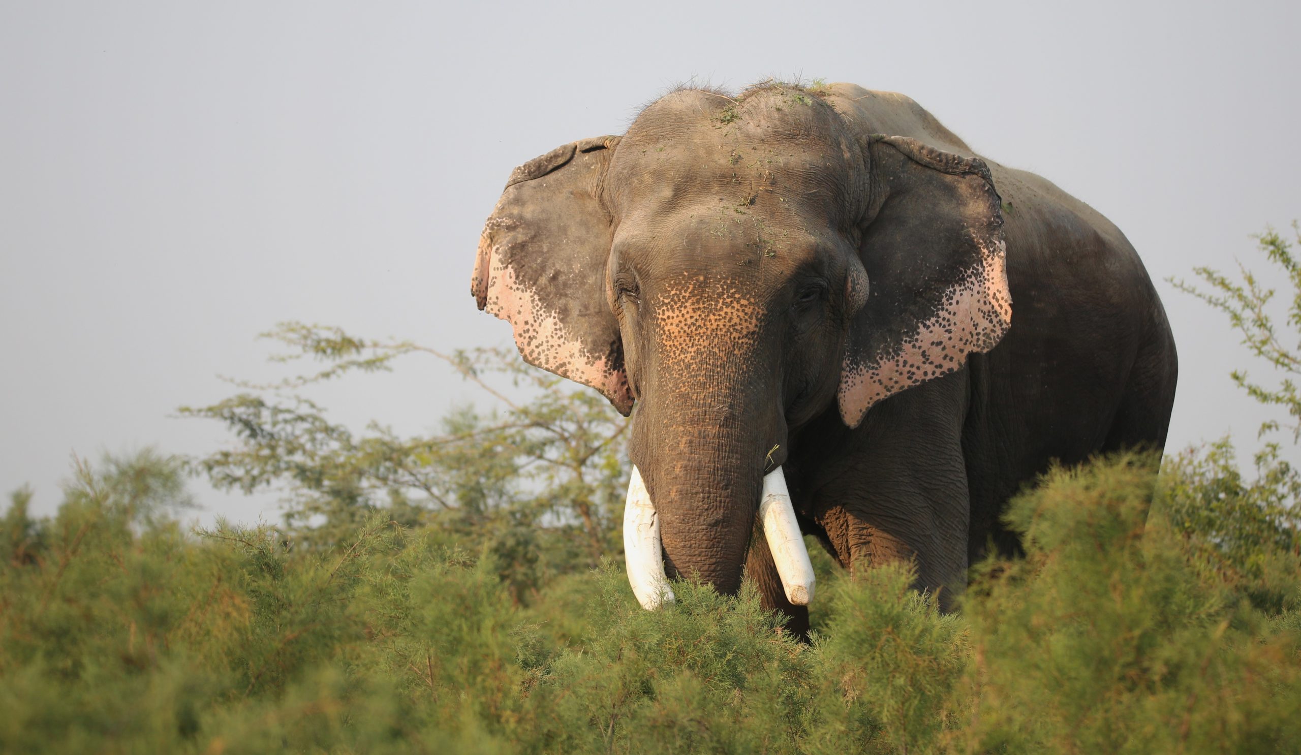 Sexual Dimorphism Among Animals - Wildlife SOS